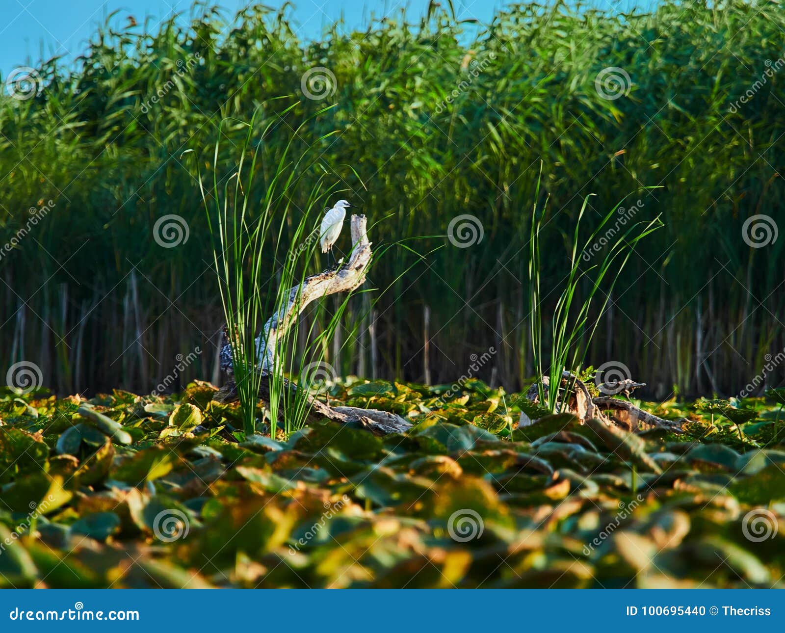 Danube Delta, Tulcea, Romania Stock Photo - Image of green, lake: 100695440