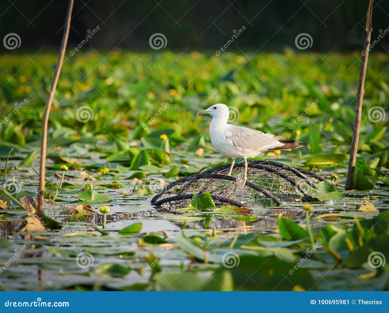 Danube Delta, Tulcea, Romania Stock Image - Image of autumn, canal ...