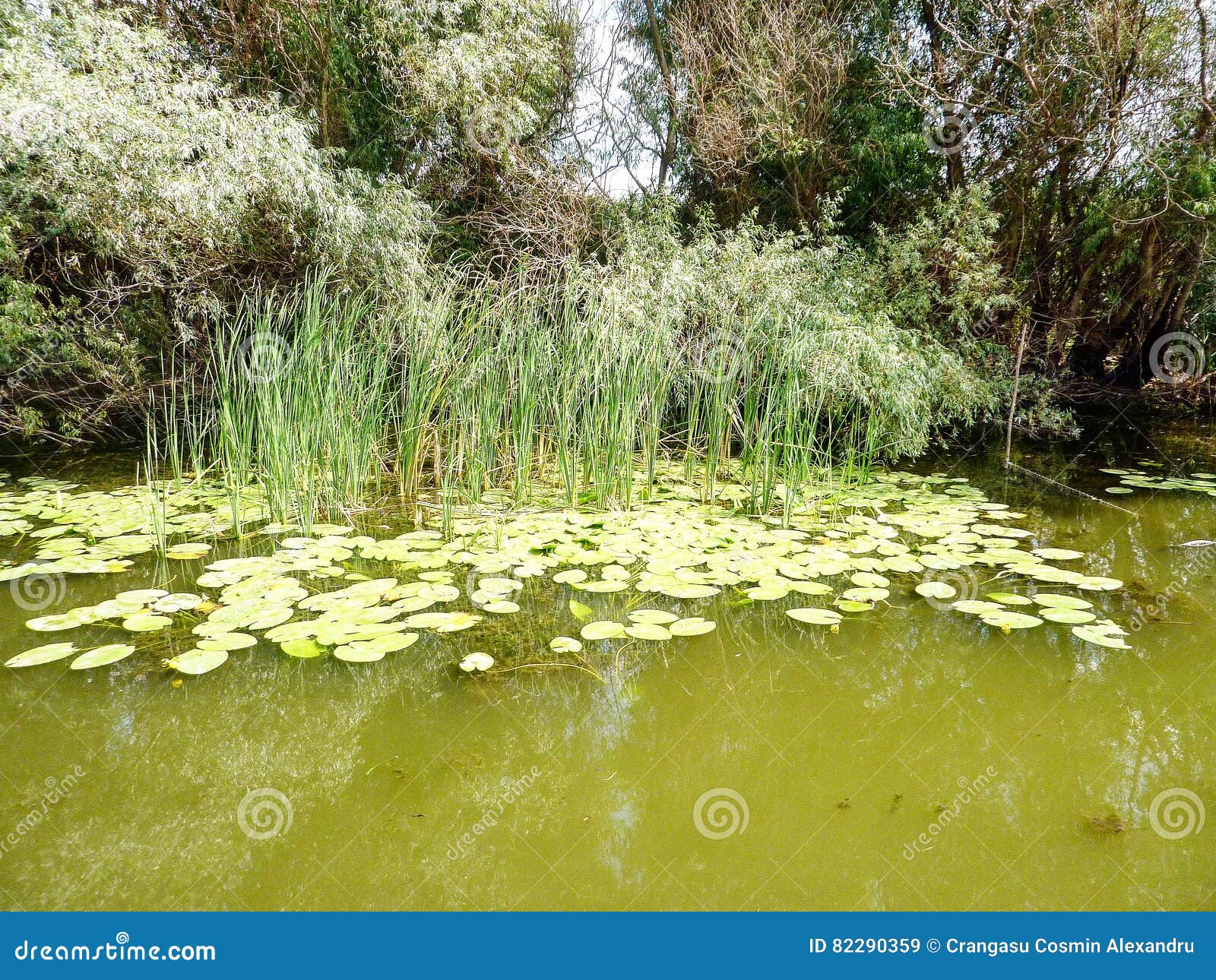Danube Delta stock image. Image of delta, trees, danube - 82290359