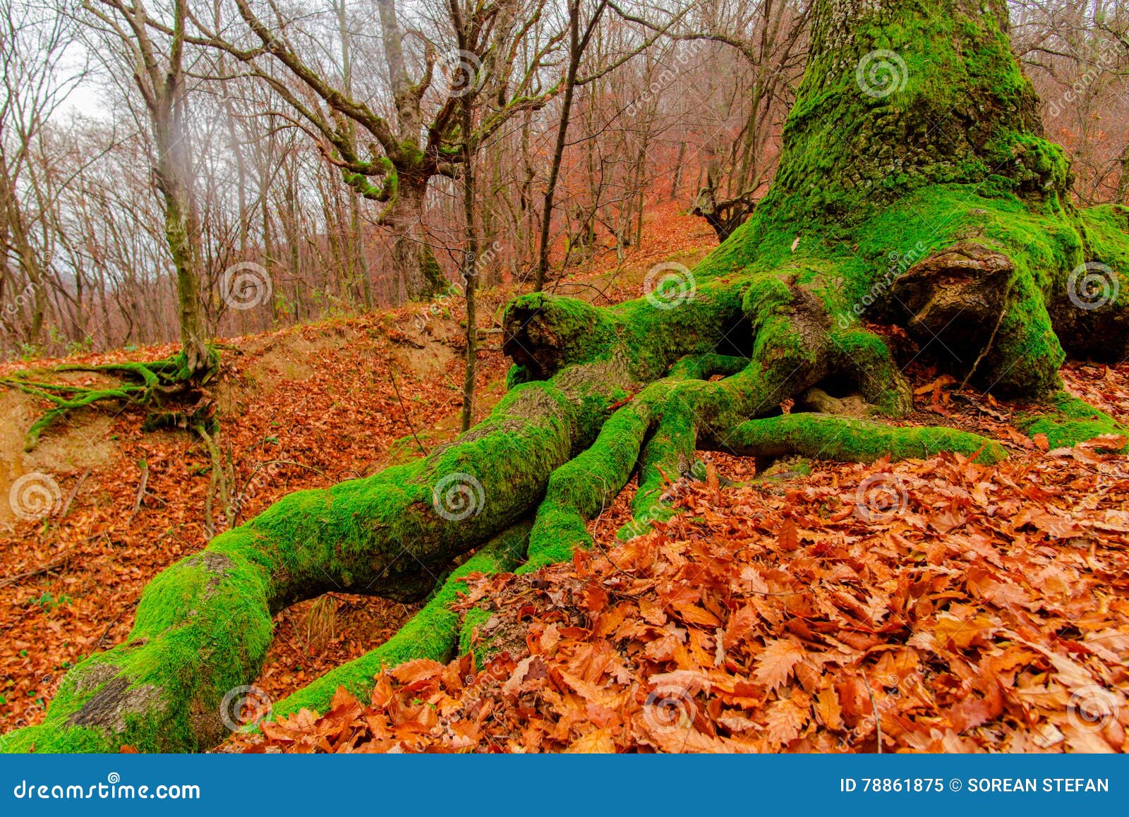 Danube gorge tree stock image. Image of amazing, green - 78861875