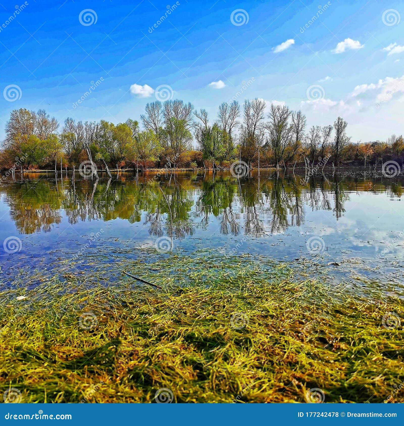 Danube river in the spring stock photo. Image of enjoying - 177242478