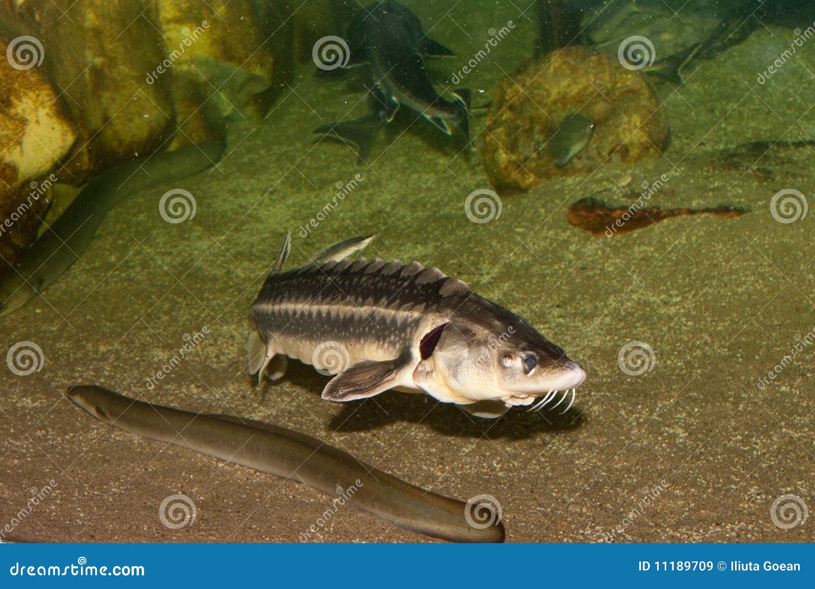 Danube Sturgeon stock image. Image of fish, sturgeon - 11189709
