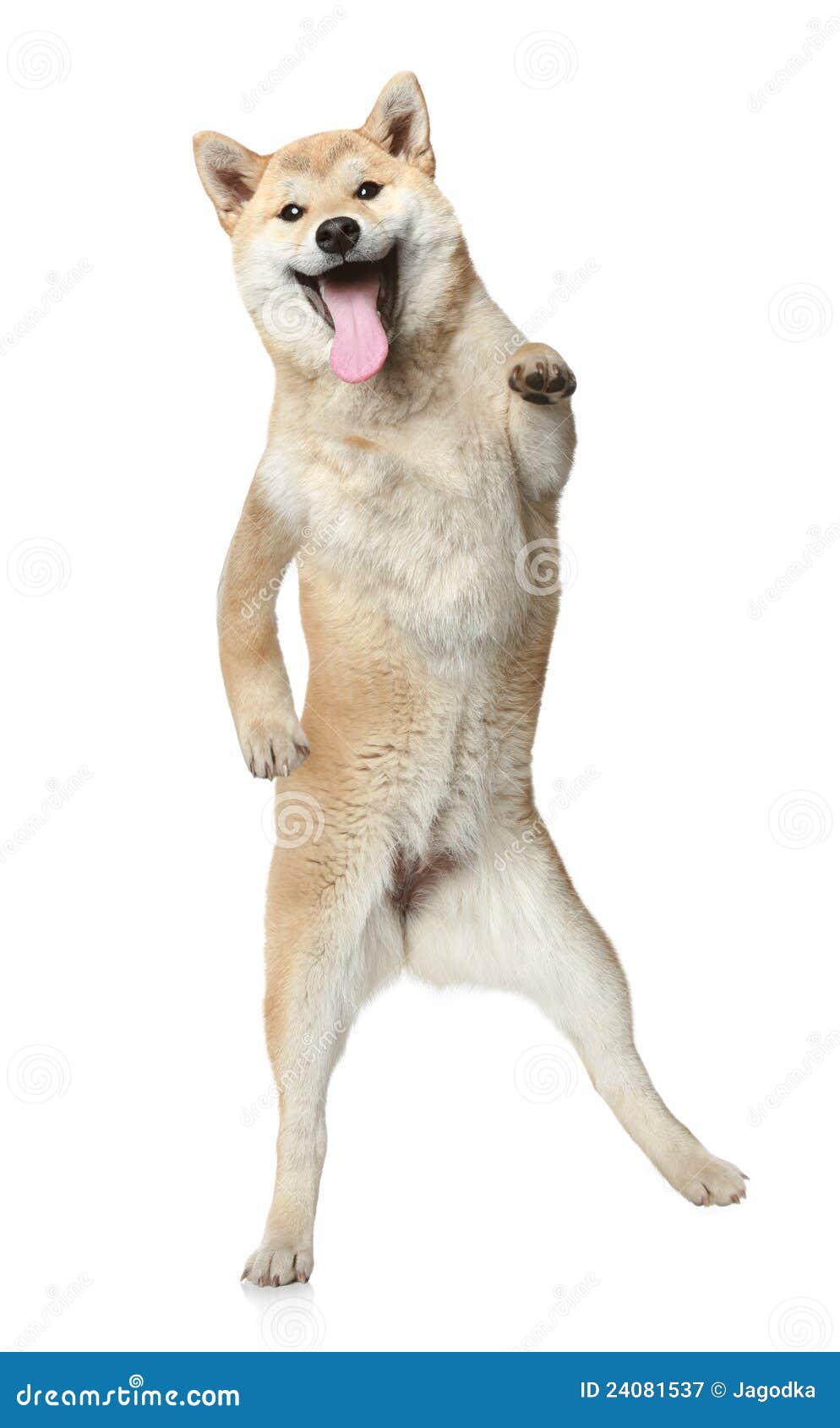 Danza Del Perro En Las Piernas Traseras Imagen de archivo - Imagen de ...