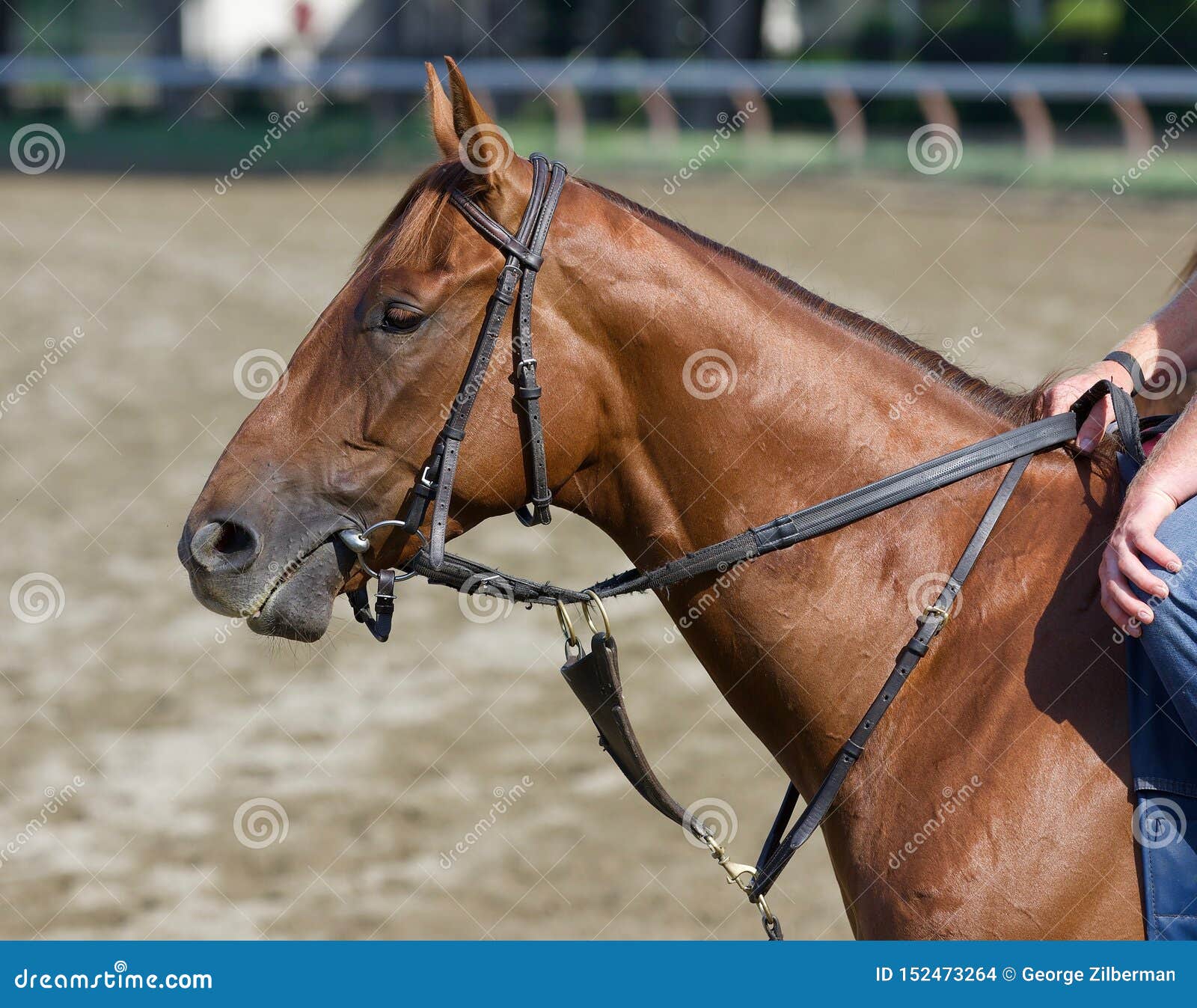 Danza - Irish Ridge, Lovely Chestnut Filly on the Track Editorial Stock ...