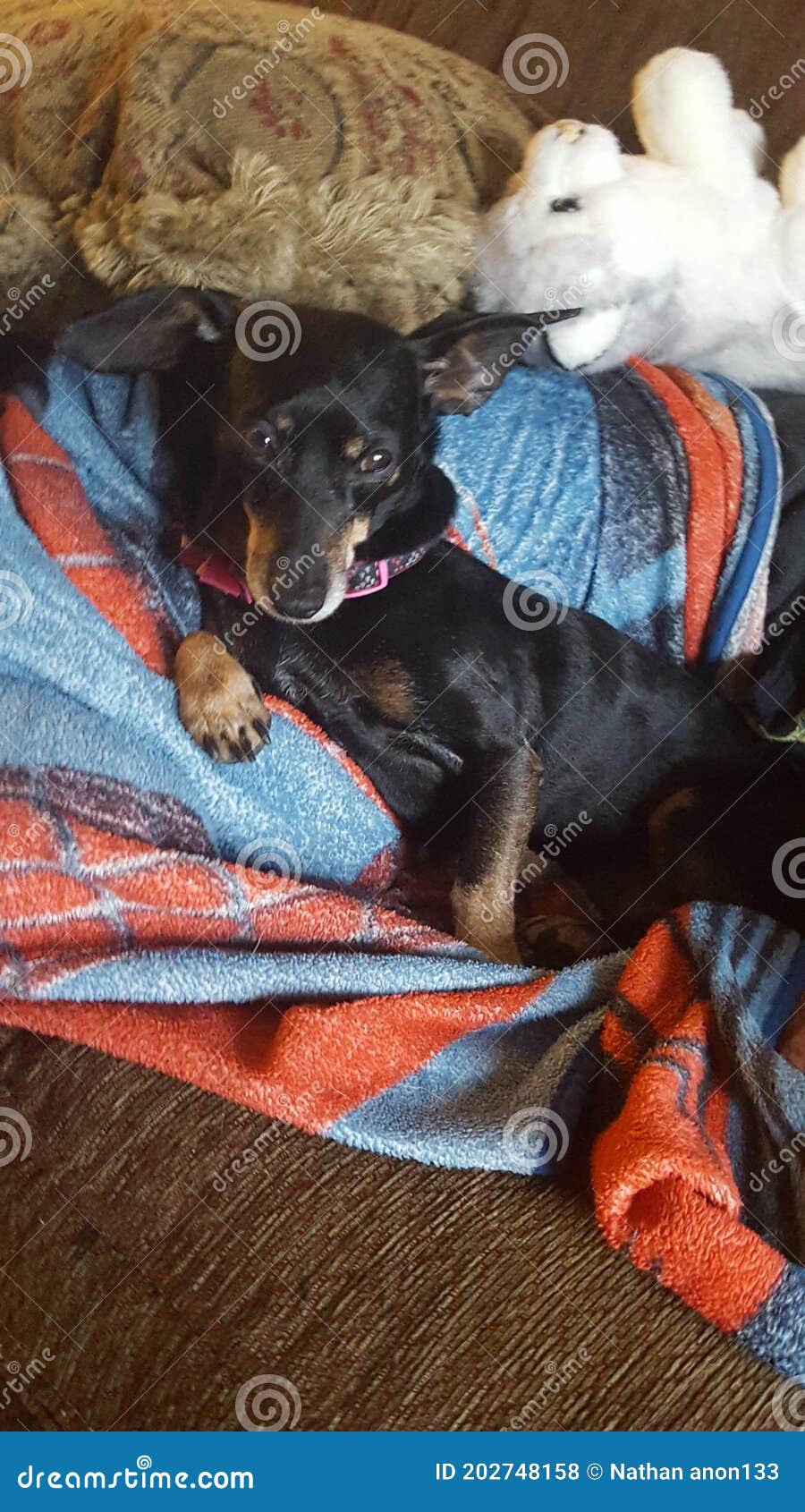 Daphne the dog stock photo. Image of textile, daphne - 202748158