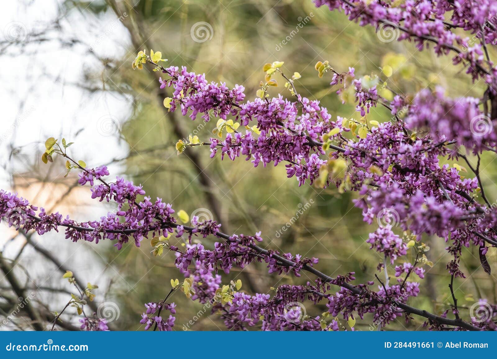 Daphne Family Plants With Pink Flowers On Tree Branches Stock Image ...