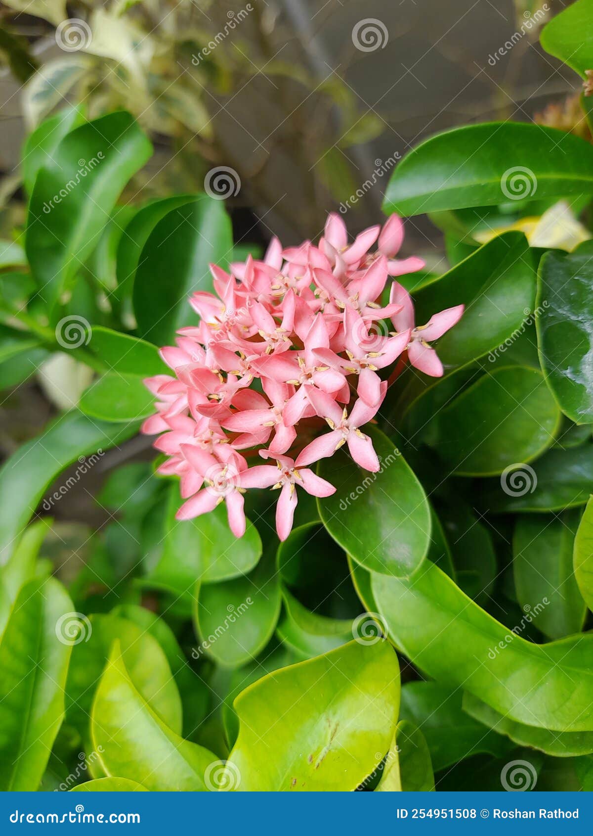 Daphne Flower stock photo. Image of pink, flower, beautiful - 254951508