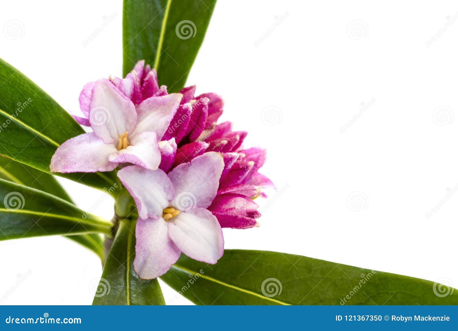Daphne Flower Buds That Start To Bloom Stock Photo | CartoonDealer.com ...