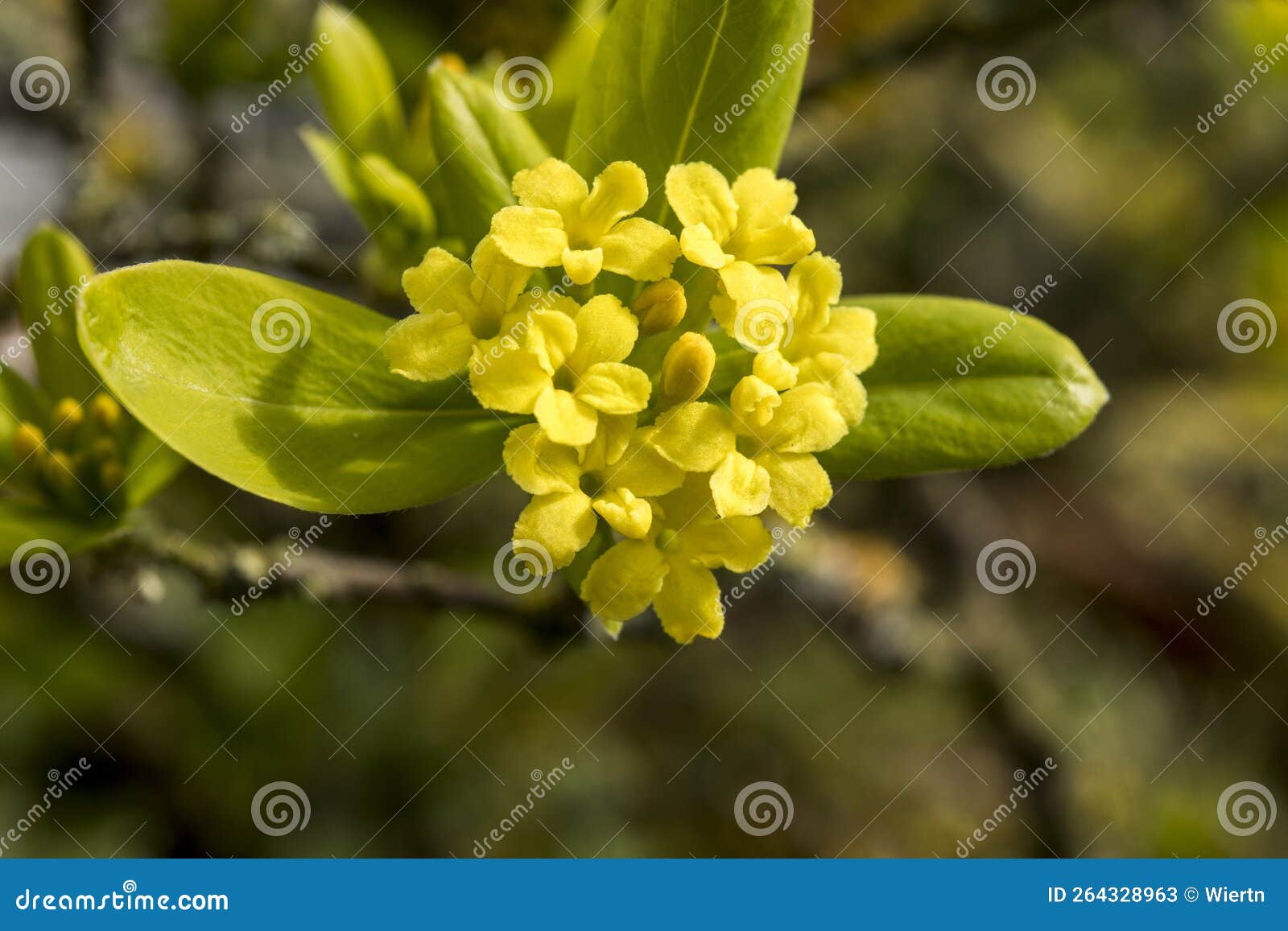 The Yellow Flowers of Daphne Gemmata Editorial Stock Photo - Image of ...