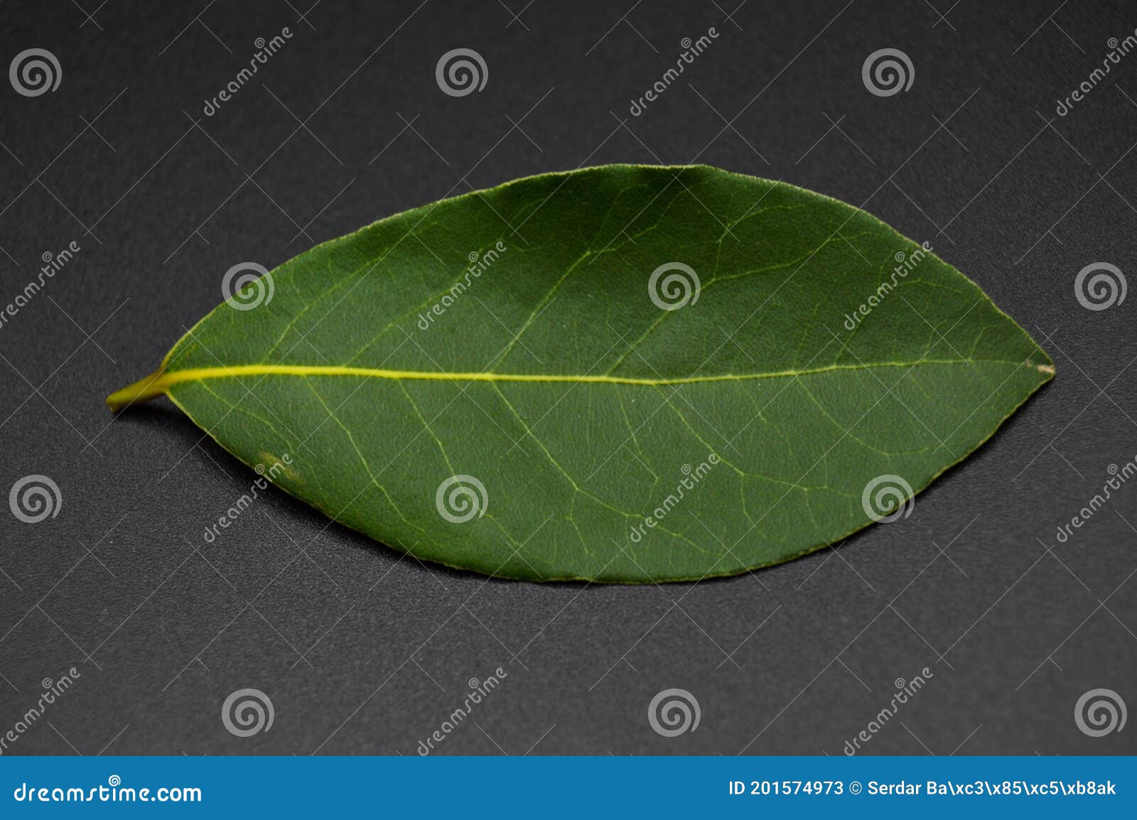 Daphne Leaf, Bay Leaf, Laurus Nobilis Leaf, Isolated On Black ...