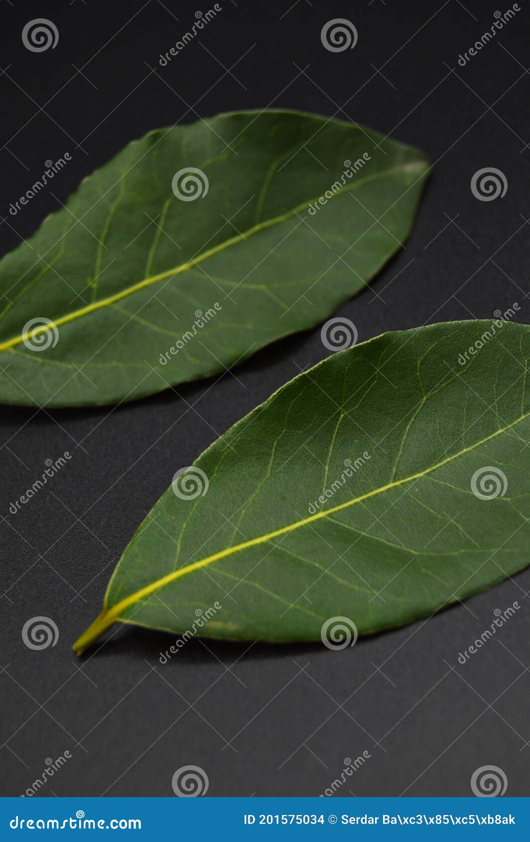 Daphne Leaf, Bay Leaf, Laurus Nobilis Leaf, Isolated On Black ...
