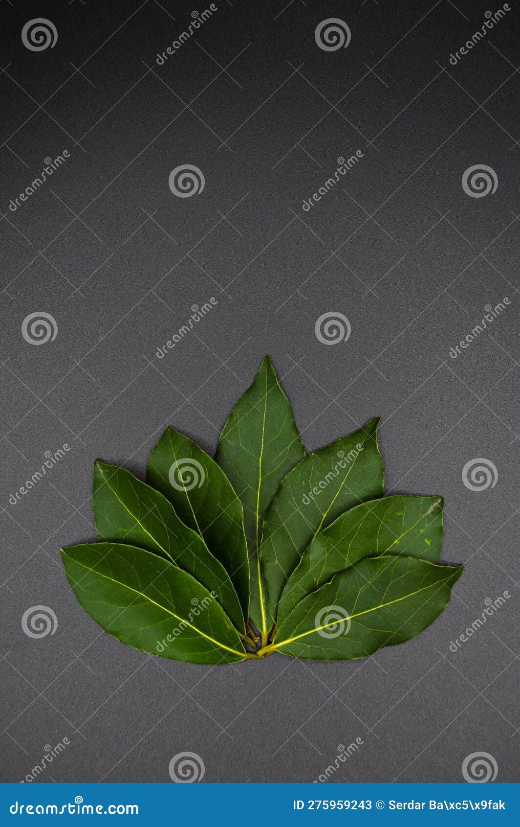 Daphne Leaf, Bay Leaf, Laurus Nobilis Leaf, Isolated on Black ...