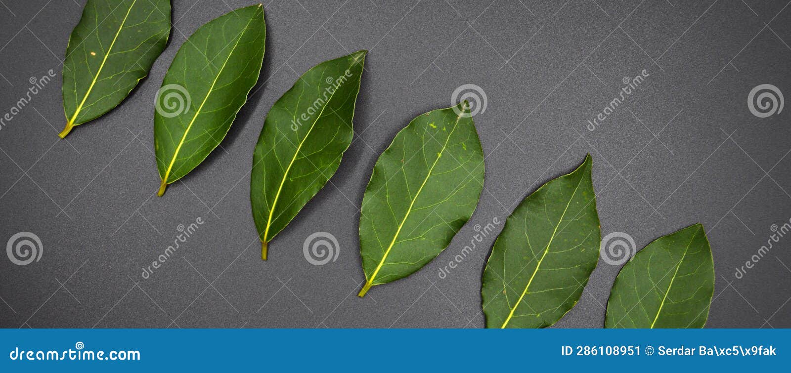 Daphne Leaf, Bay Leaf, Laurus Nobilis Leaf, Isolated on Black ...