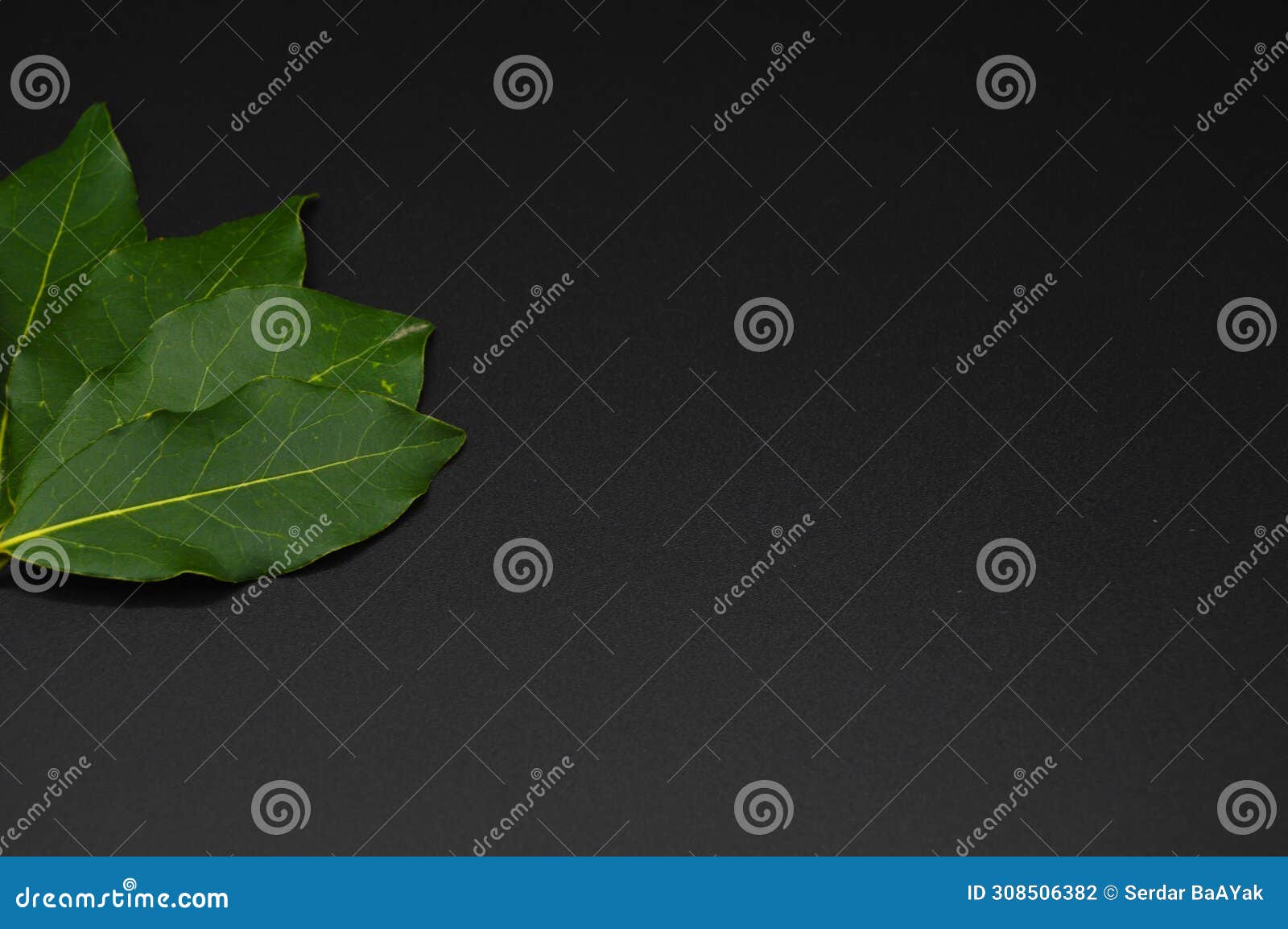 Daphne Leaf, Bay Leaf, Laurus Nobilis Leaf, Isolated on Black ...