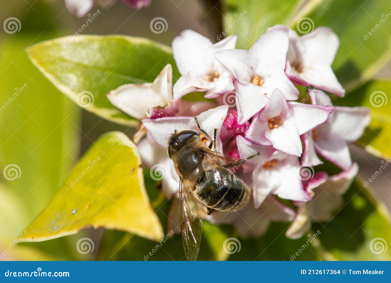 Daphne Parfum Princesse Fleurs Photo stock - Image du centrale, beau ...