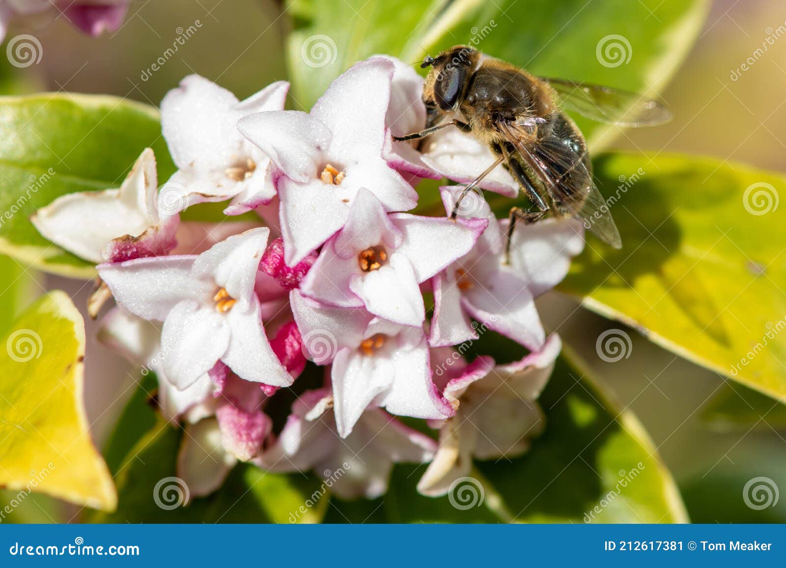 Daphne Parfum Princesse Fleurs Image stock - Image du nature, pétale ...
