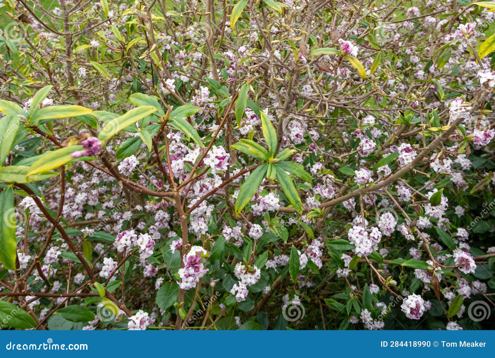 Daphne (perfume Princess) Flowers Stock Photo - Image of pink, pollen ...