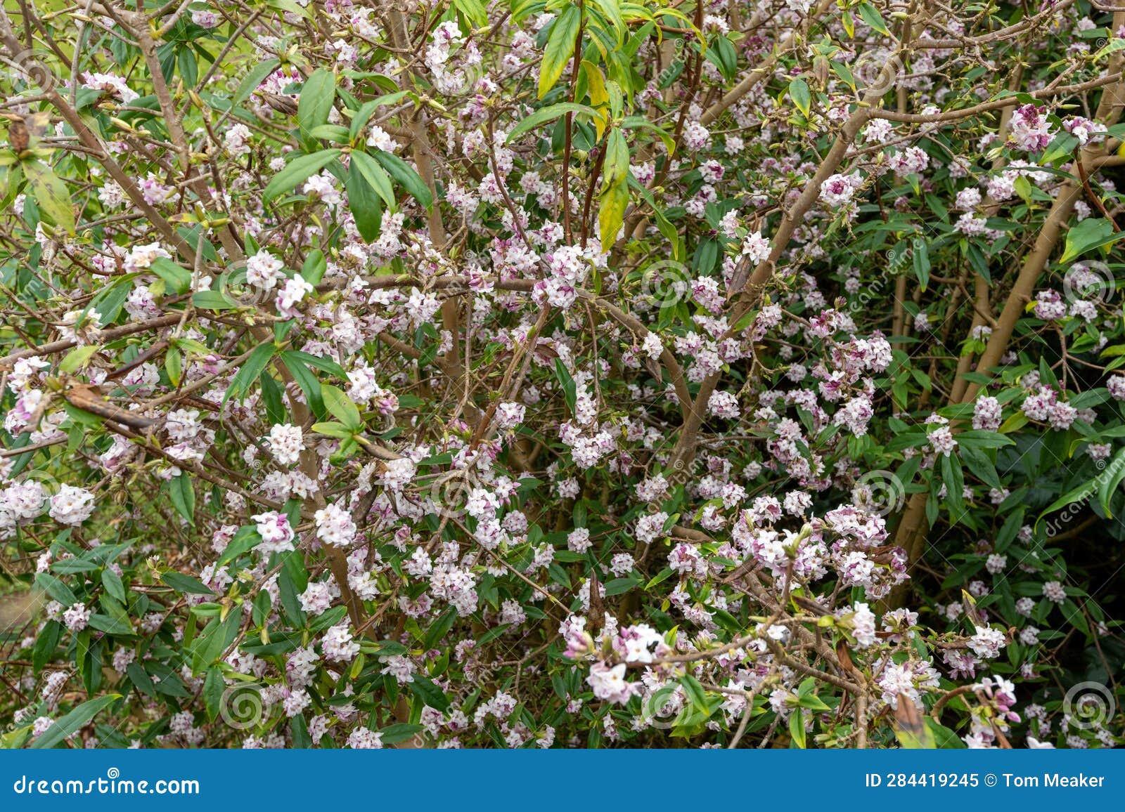 Daphne (perfume Princess) Flowers Stock Image - Image of pollen, beauty ...