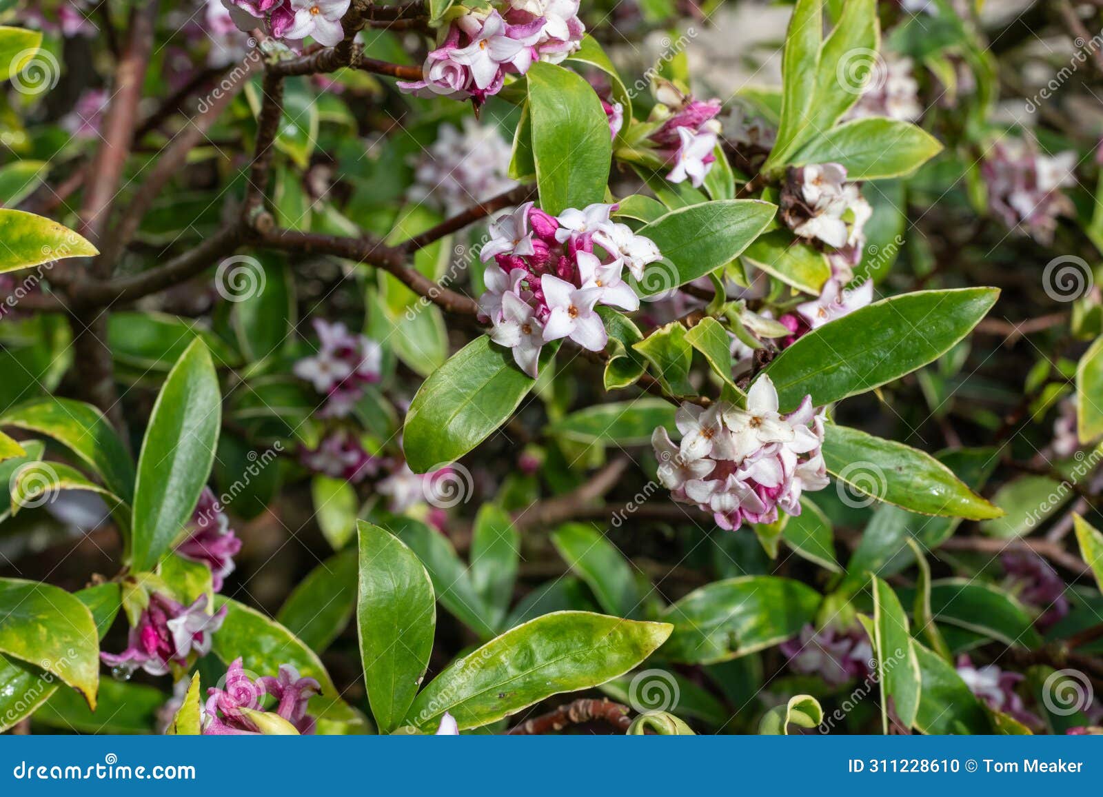Daphne (perfume Princess) Flowers Stock Photo - Image of close, color ...