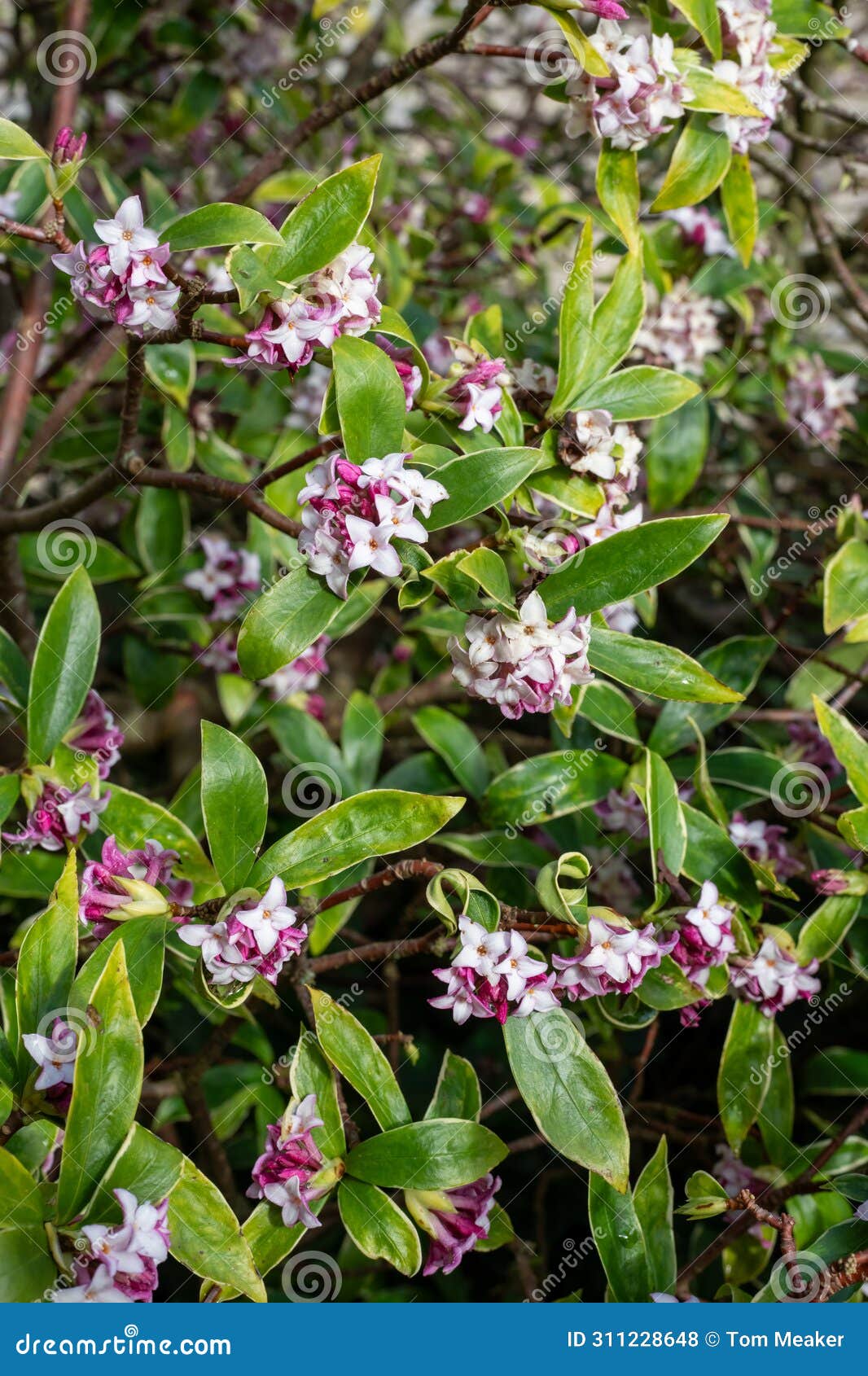 Daphne (perfume Princess) Flowers Stock Photo - Image of flower, bush ...