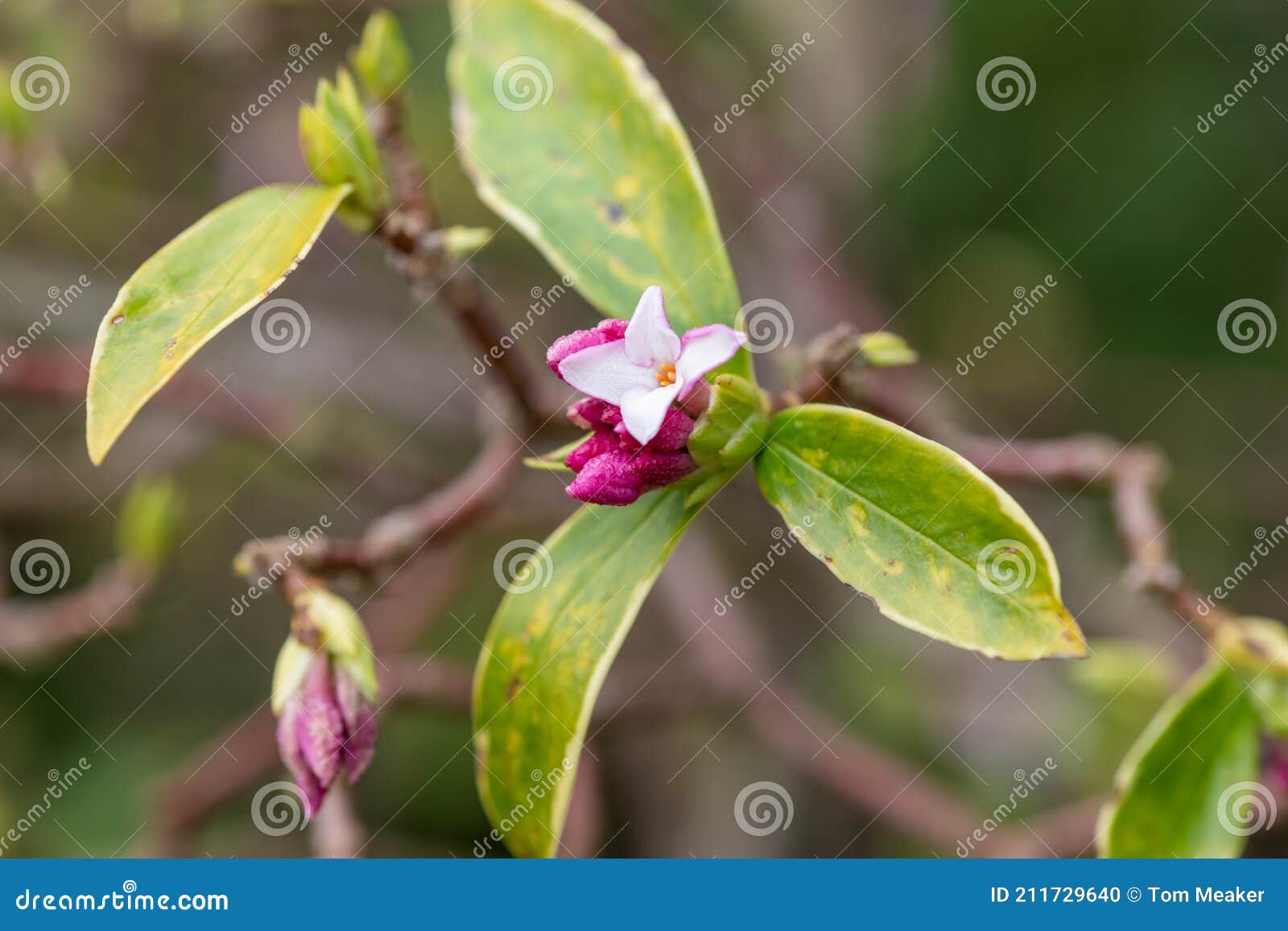 Daphne Perfume Princess Flowers Stock Photo - Image of nature ...