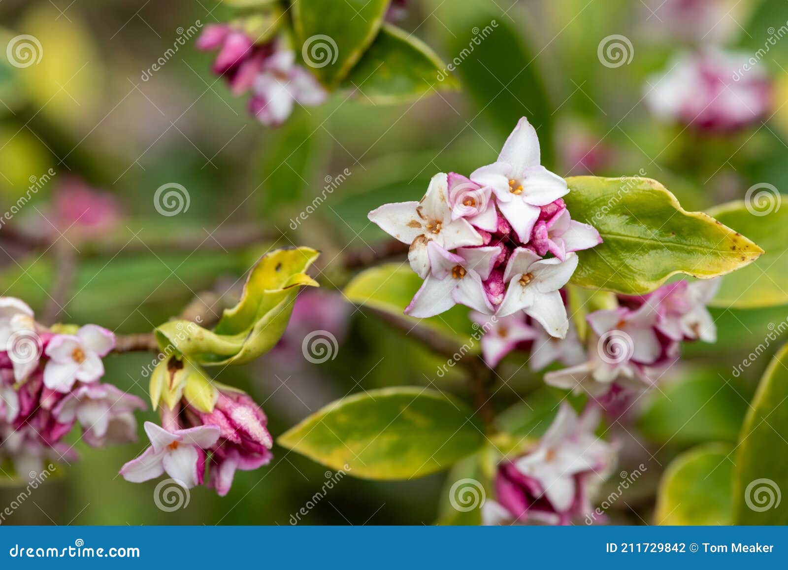 Daphne Perfume Princess Flowers Stock Photo - Image of floral, beauty ...