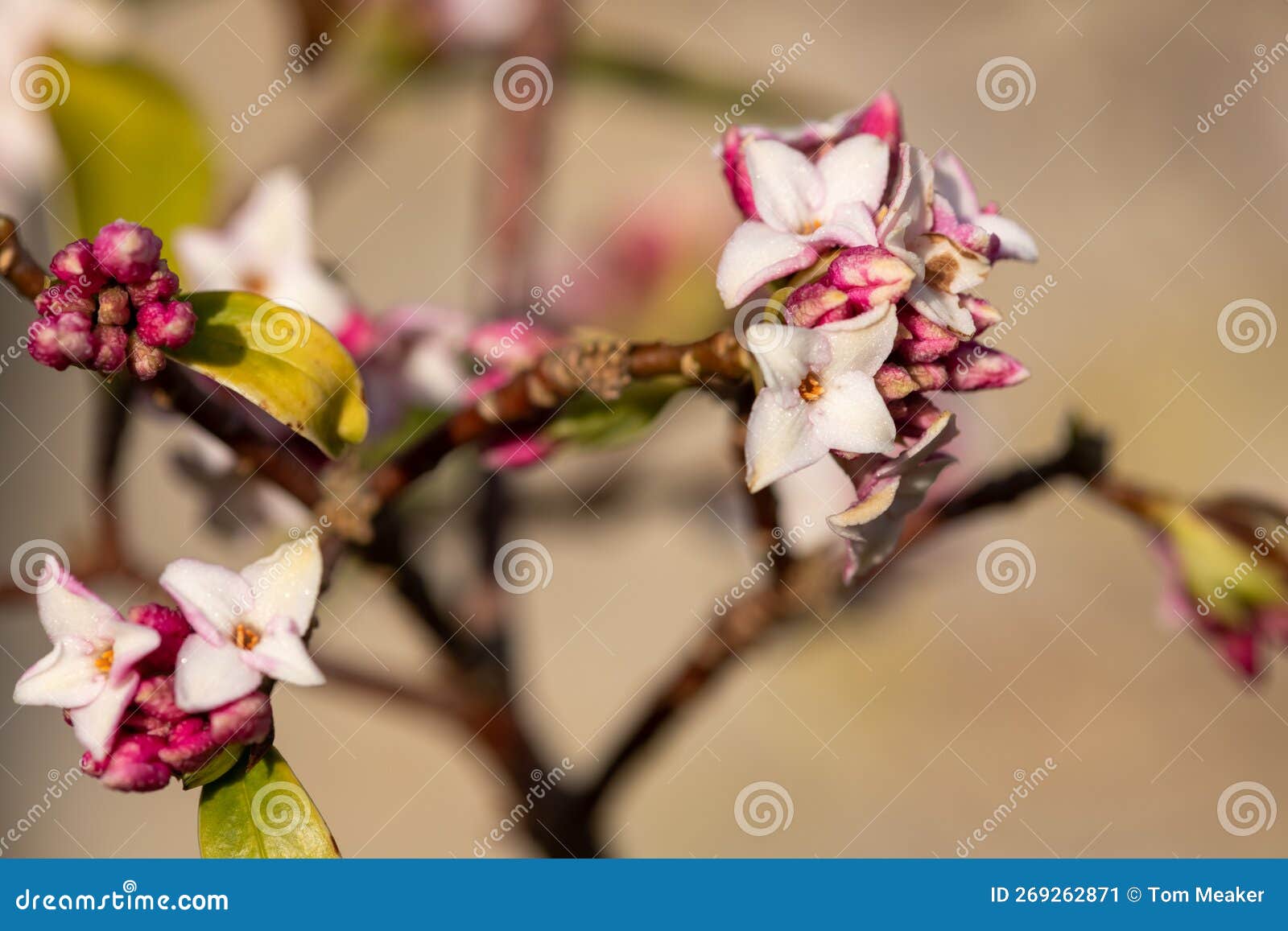 Daphne (perfume Princess) Flowers Stock Image - Image of blooming ...
