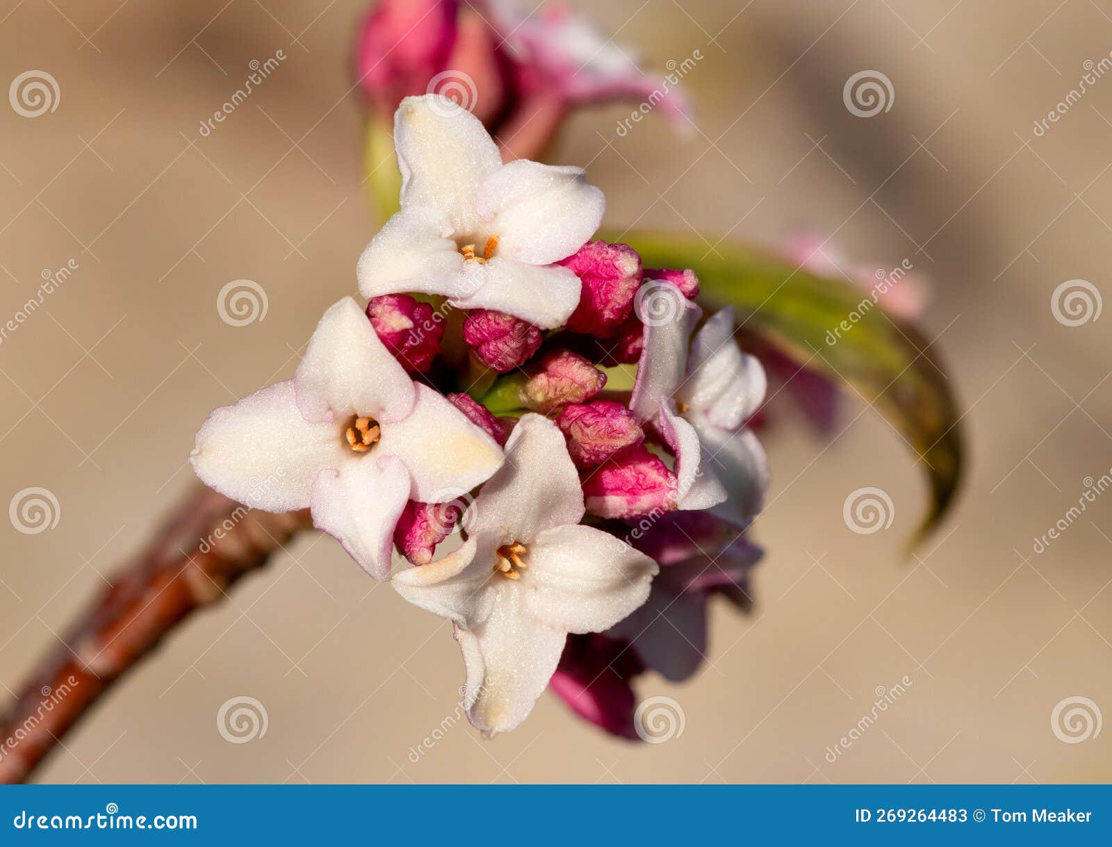 Daphne (perfume Princess) Flowers Stock Image - Image of flower ...