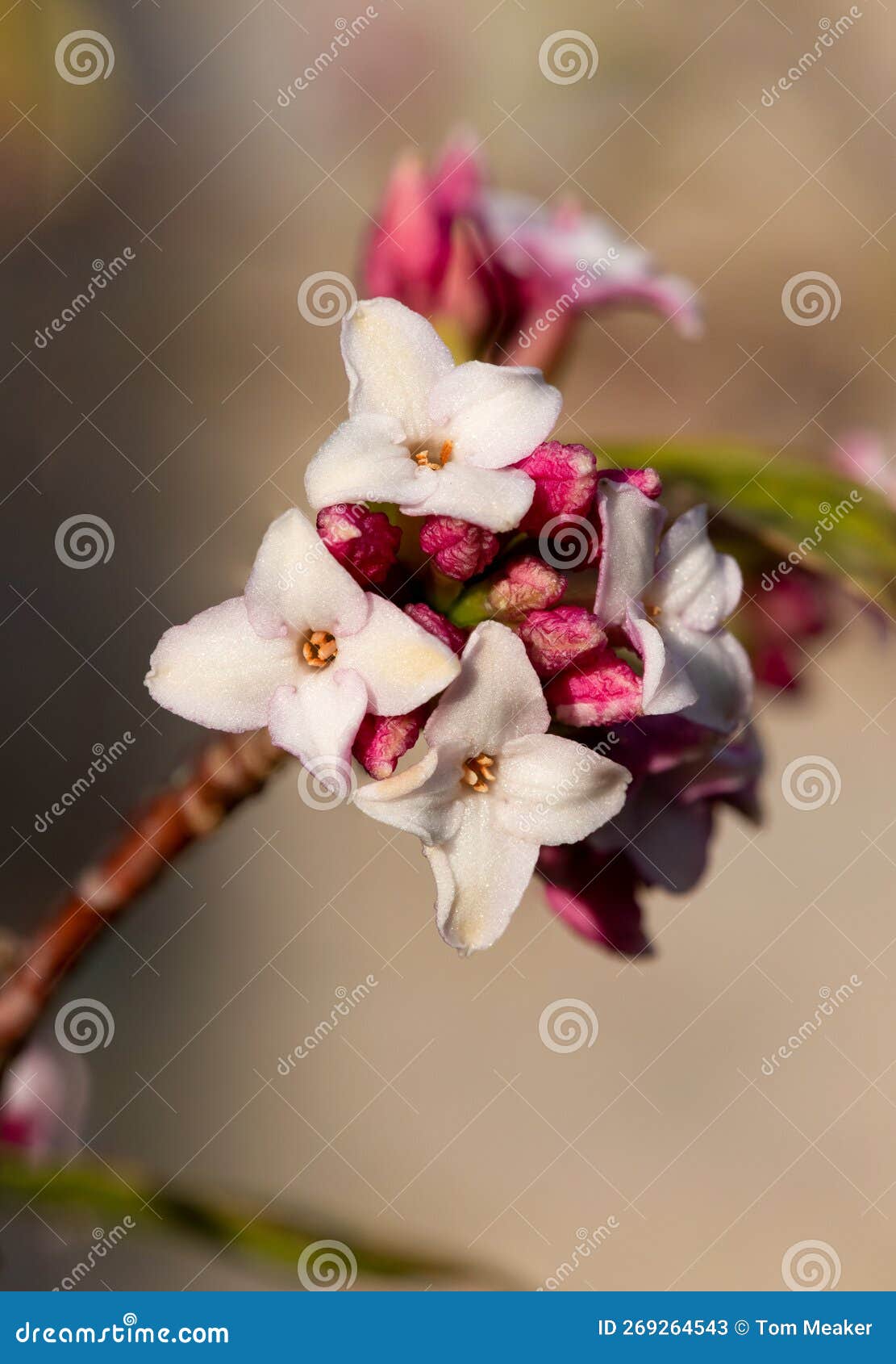 Daphne (perfume Princess) Flowers Stock Image - Image of blooming, leaf ...