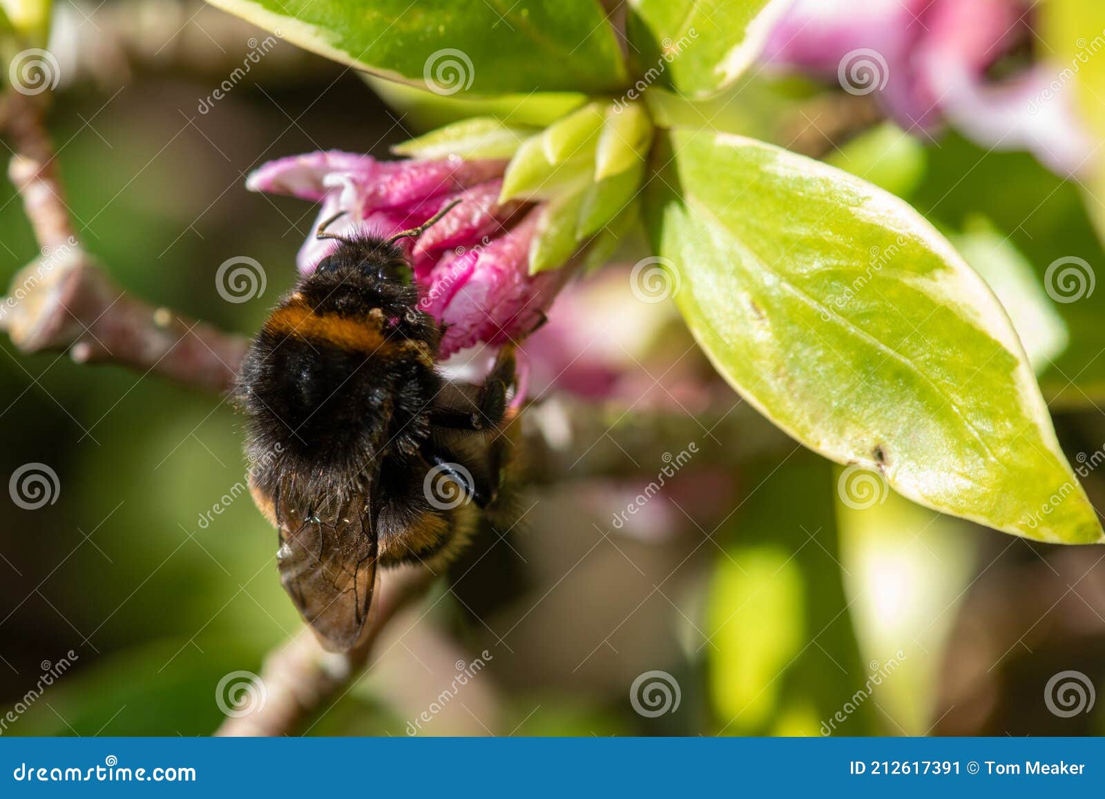 Daphne Perfume Princess Flowers Stock Image - Image of macro, botany ...