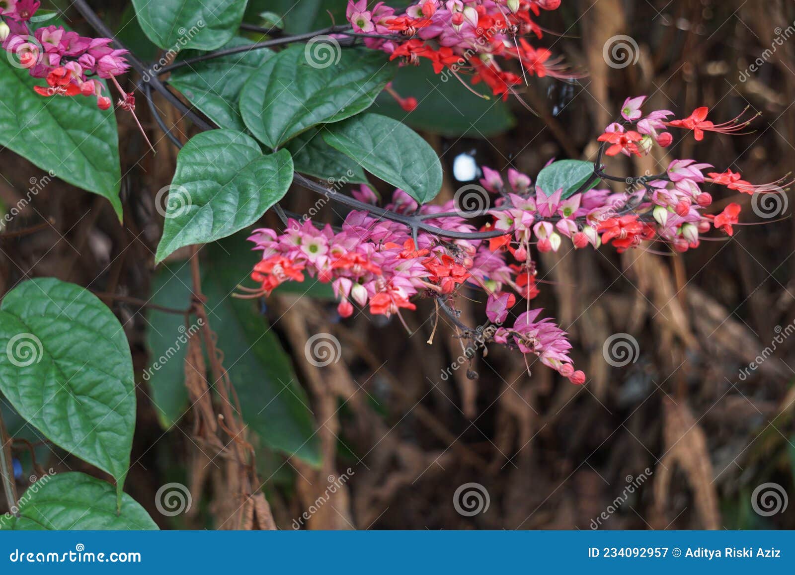 Daphnes Flower on the Tree. Daphnes are Plants with a Genus of between ...