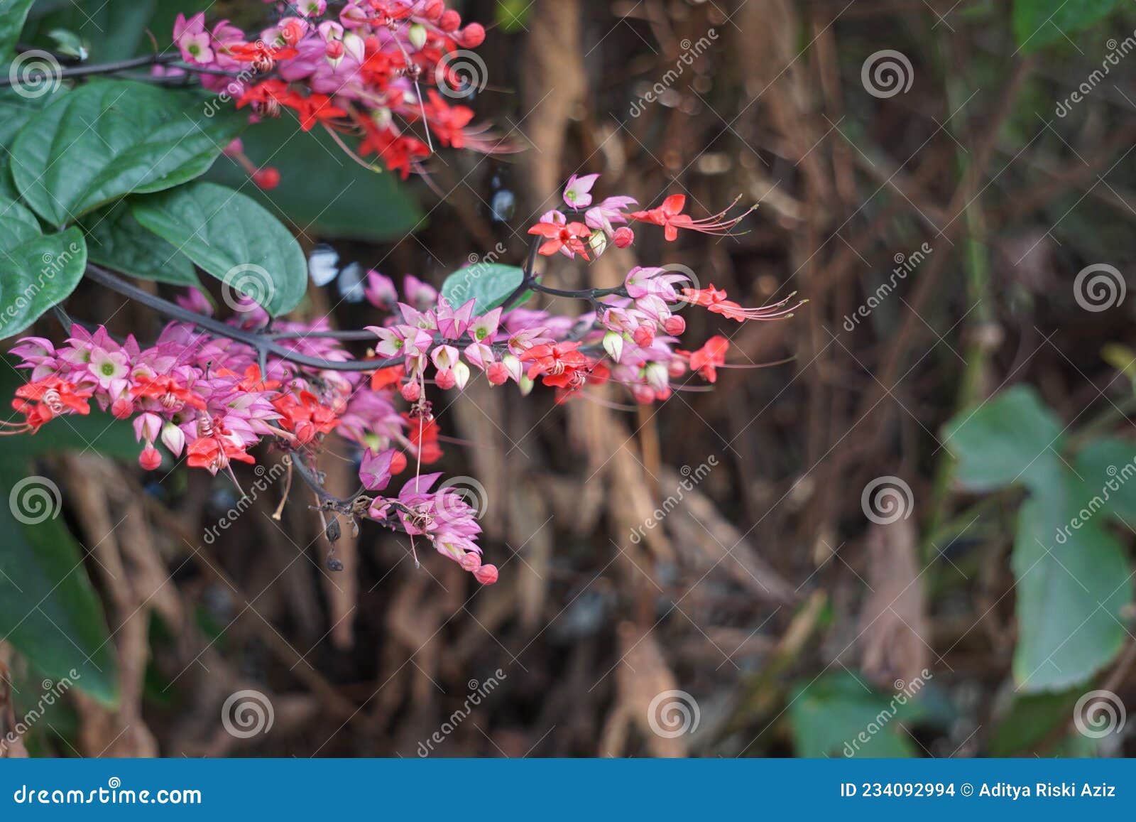 Daphnes Flower on the Tree. Daphnes are Plants with a Genus of between ...