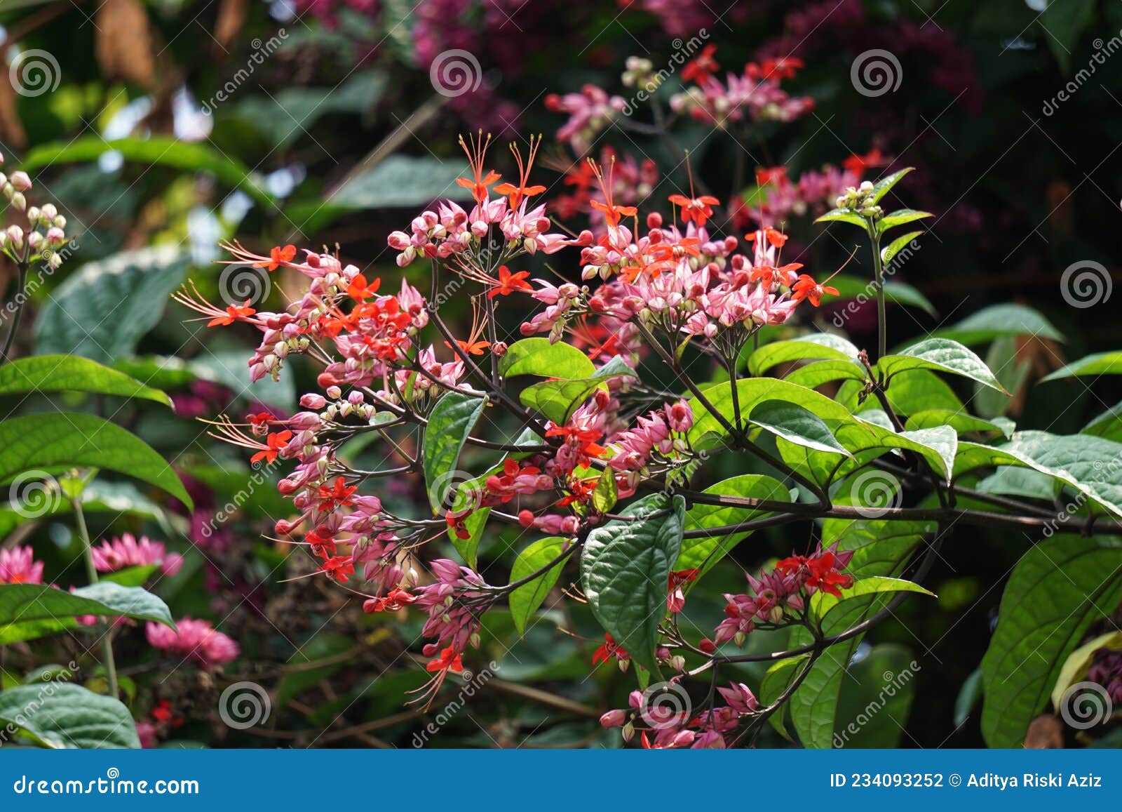 Daphnes Flower on the Tree. Daphnes are Plants with a Genus of between ...