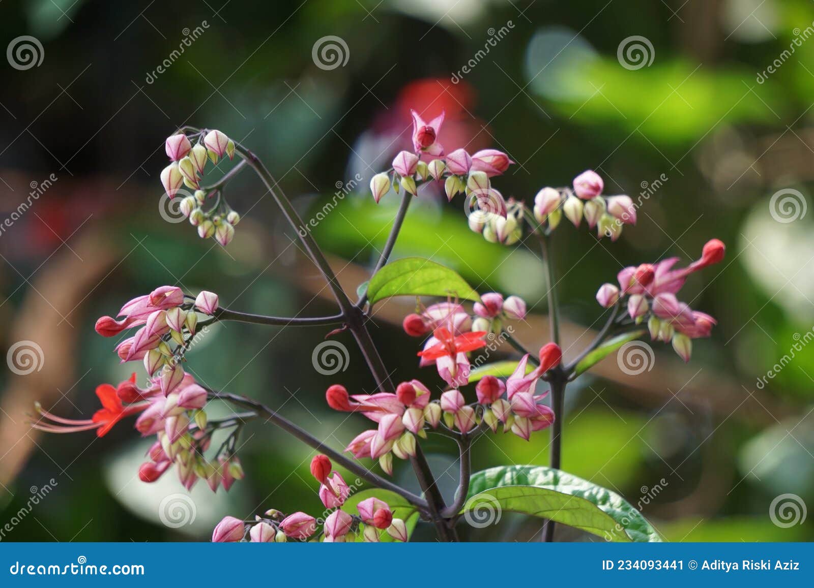Daphnes Flower on the Tree. Daphnes are Plants with a Genus of between ...