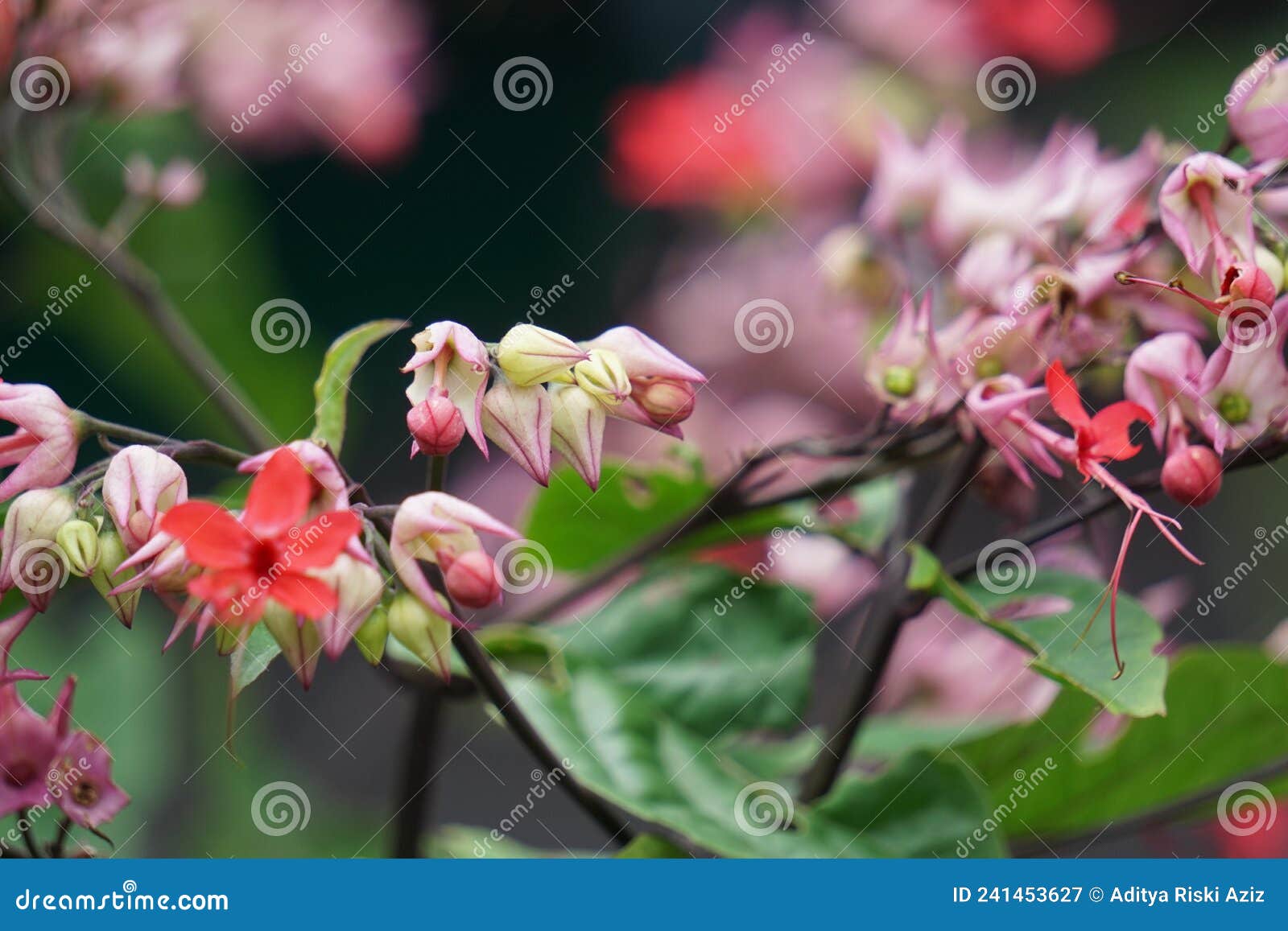 Daphnes Flower on the Tree. Daphnes are Plants with a Genus of between ...