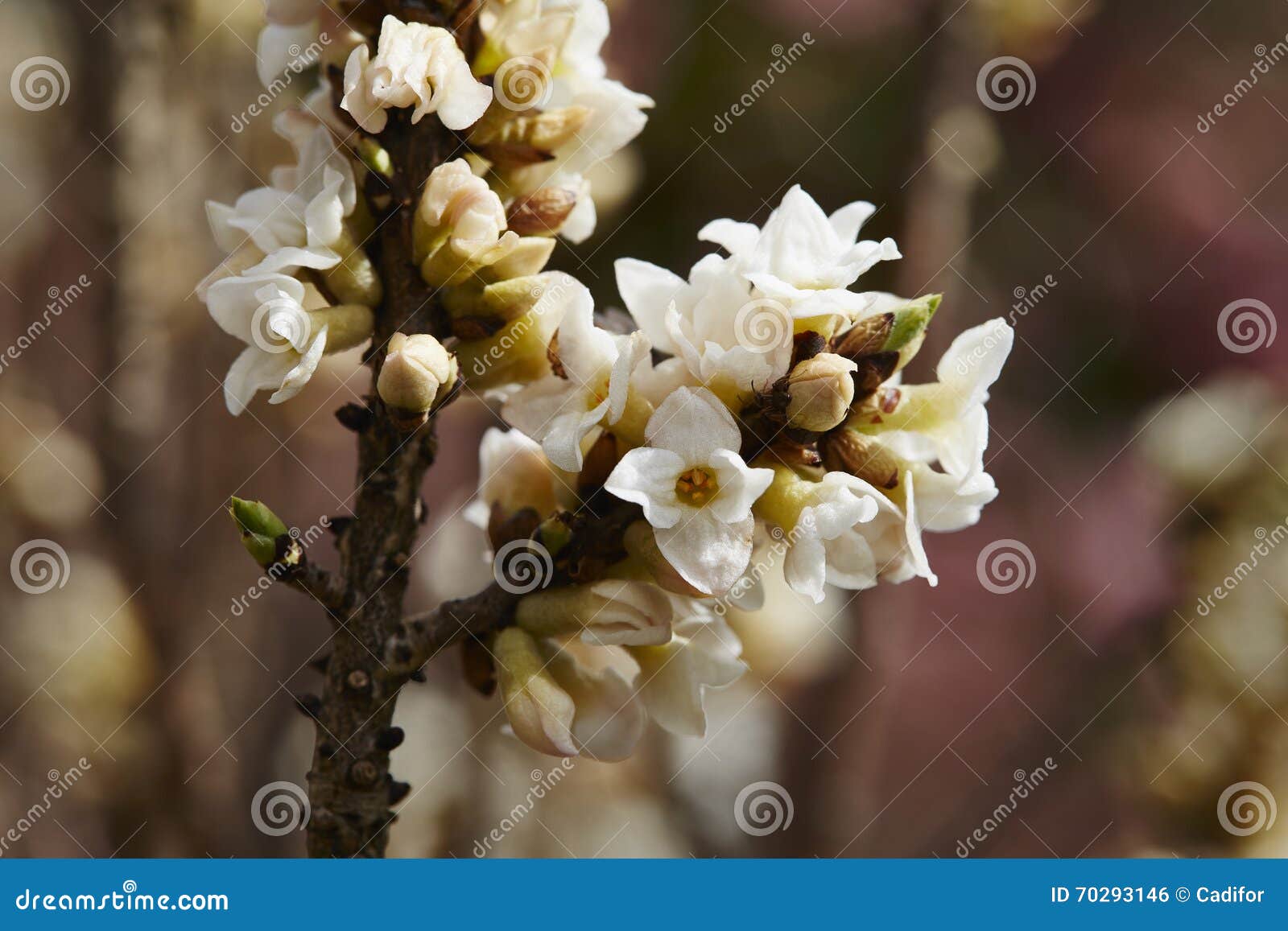 Daphney stock photo. Image of botanical, mezeron, shrub - 70293146