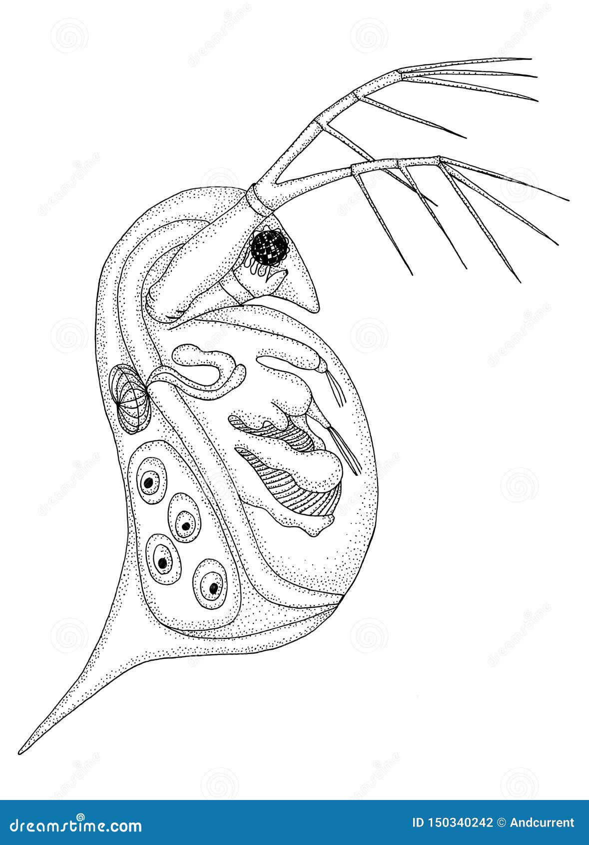 Daphnia. Black Drawing Outline Image. Stock Illustration - Illustration ...