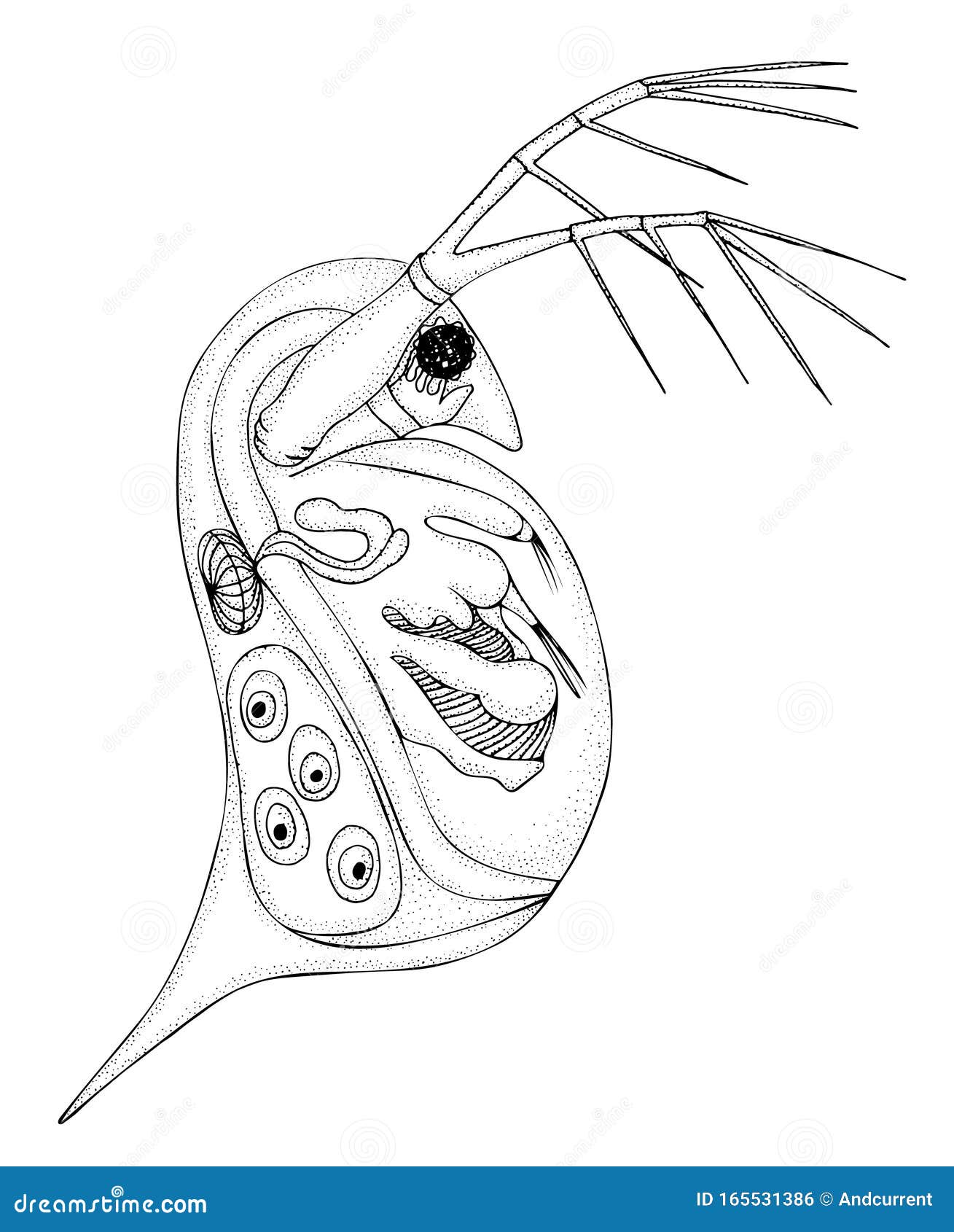 Daphnia. Black Hand Drawing Outline Vector Image. Stock Vector ...