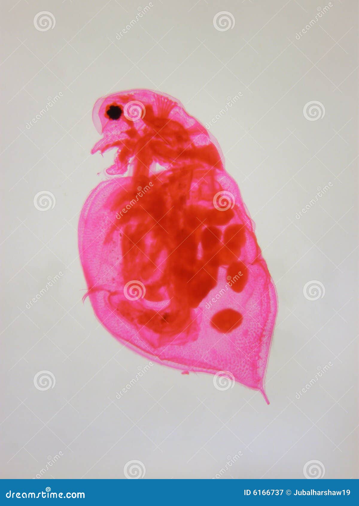 Daphnie image stock. Image du zoologique, scientifique - 6166737