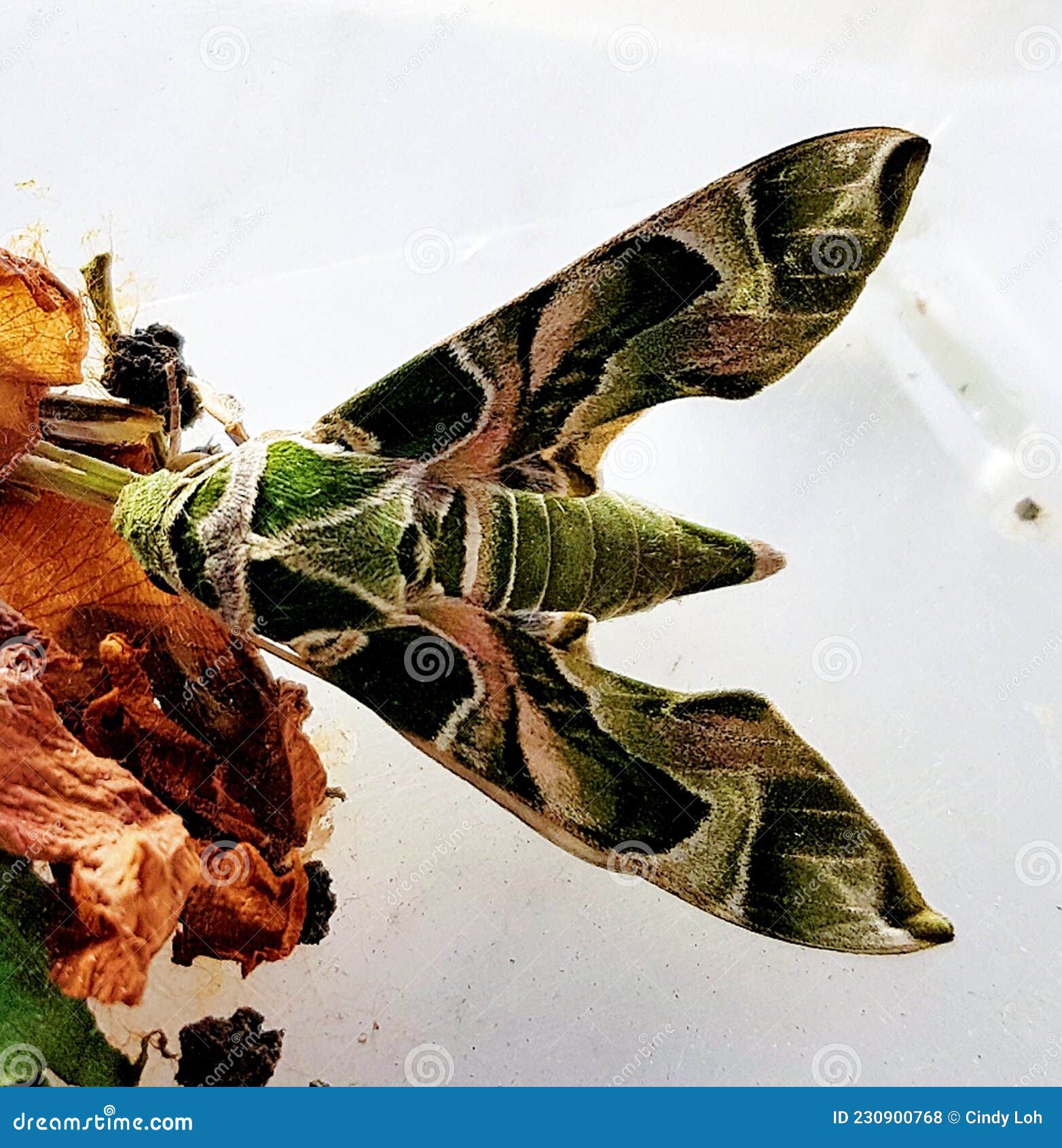 Daphnis Nerii The Oleander Hawk-moth Isolated On White Background With ...