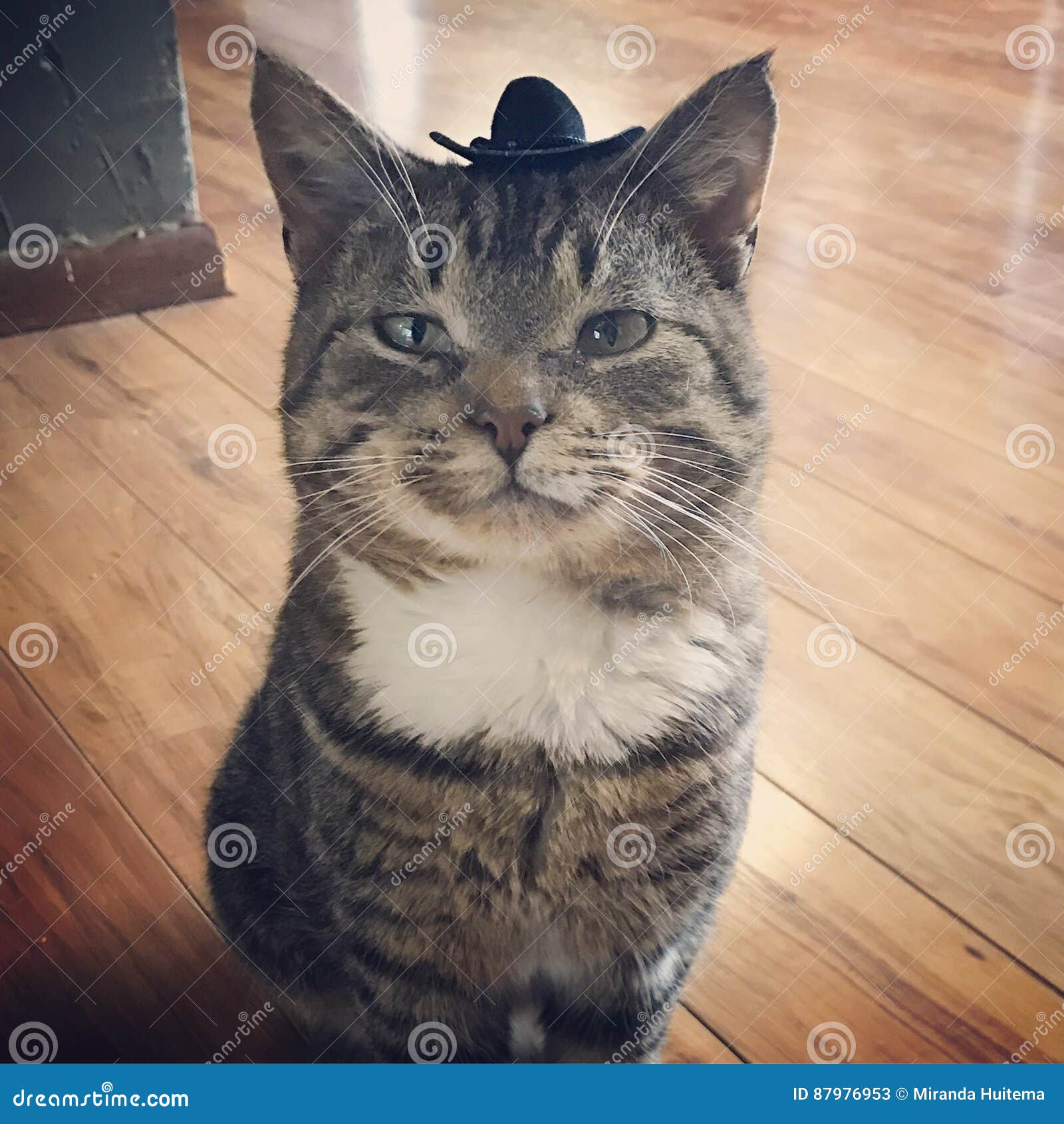 Dapper stock image. Image of cute, feeling, dapper - 87976953