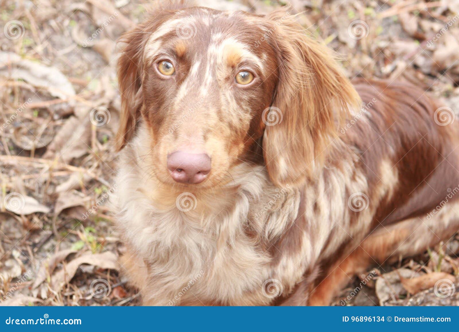 Dapple dachshund stock photo. Image of fallweather, fall - 96896134