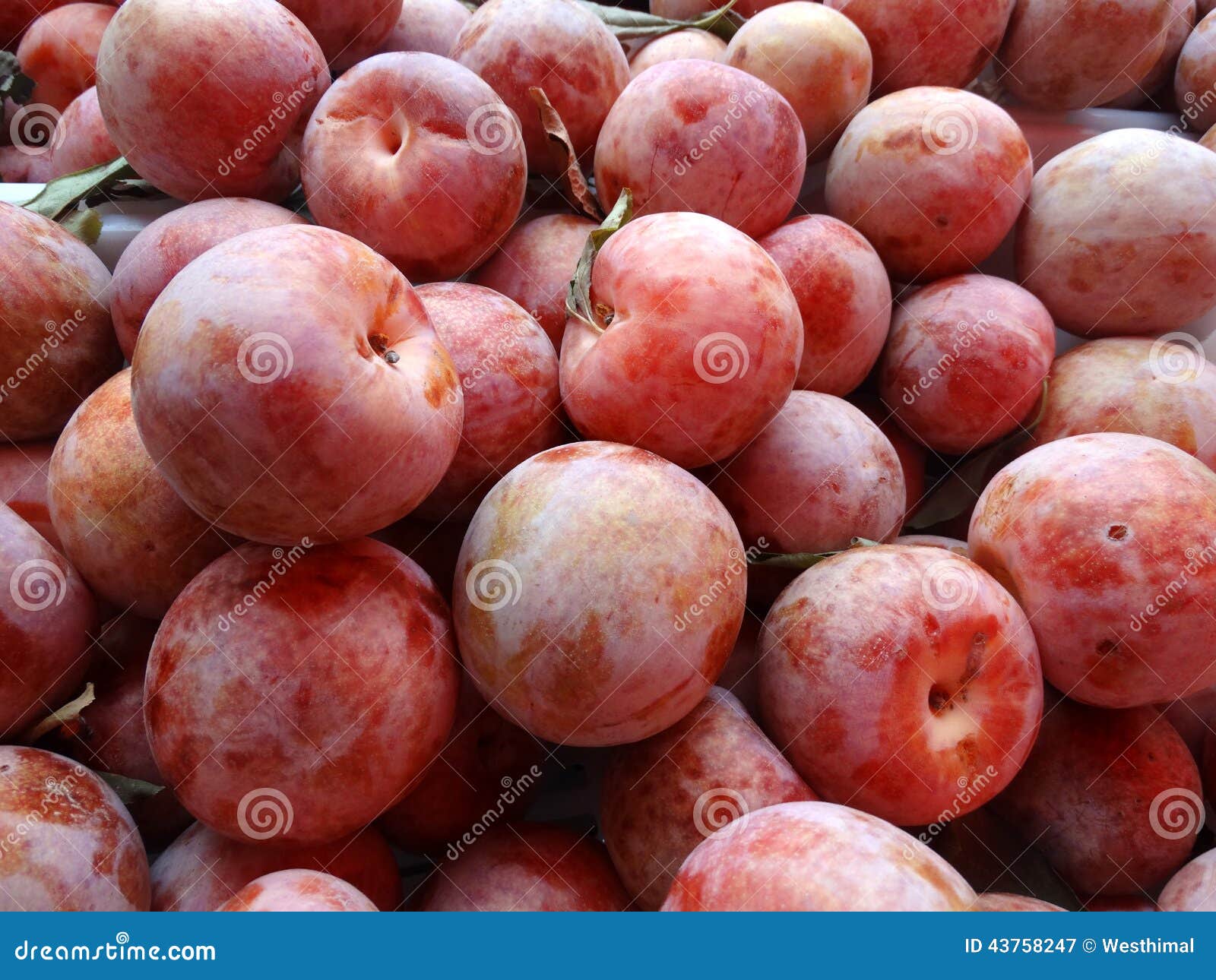 Dapple Dandy Pluot стоковое изображение. изображение насчитывающей ...