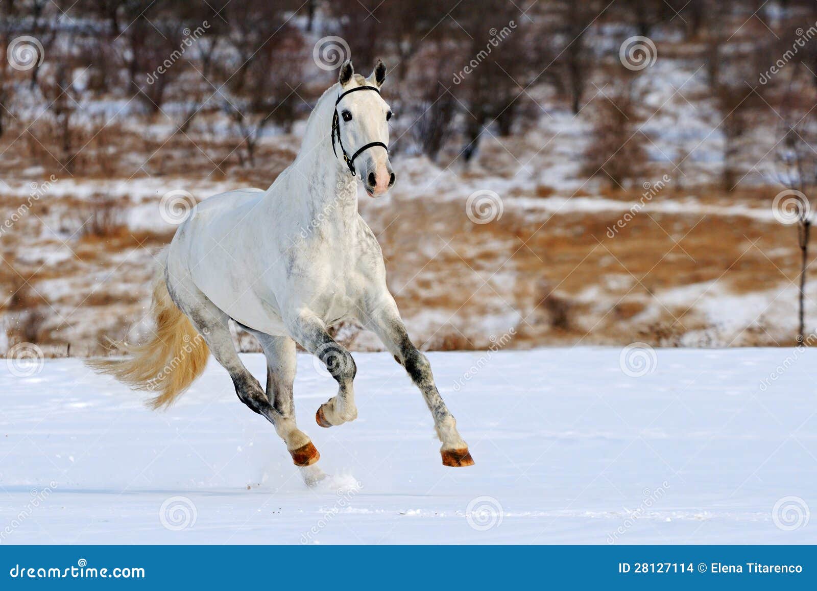 Dapple Gray Horse Galloping in Snow Field Stock Photo - Image of pair ...