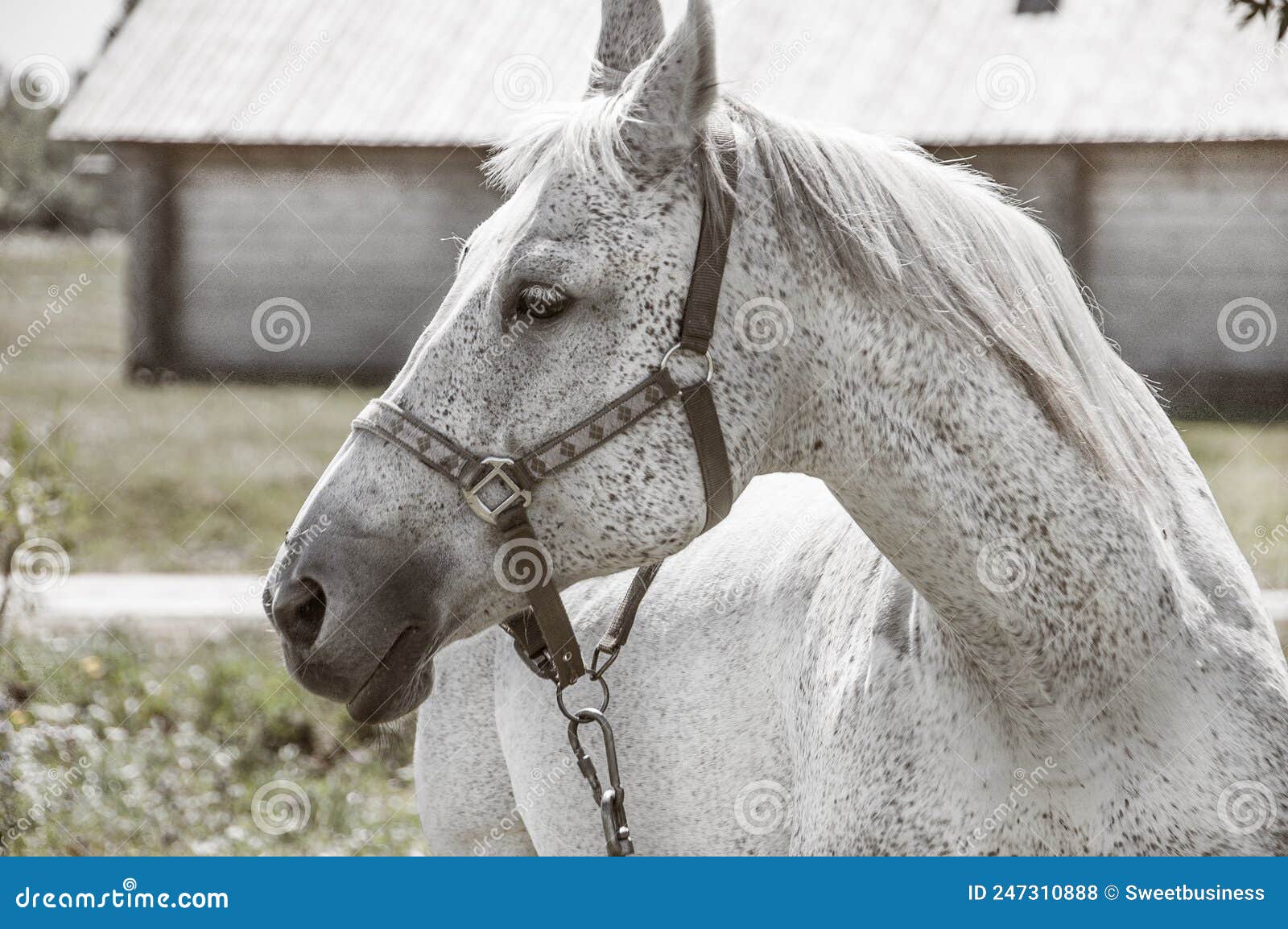 Dapple Grey Cob in Double Bridle Stock Photo - Image of brown ...
