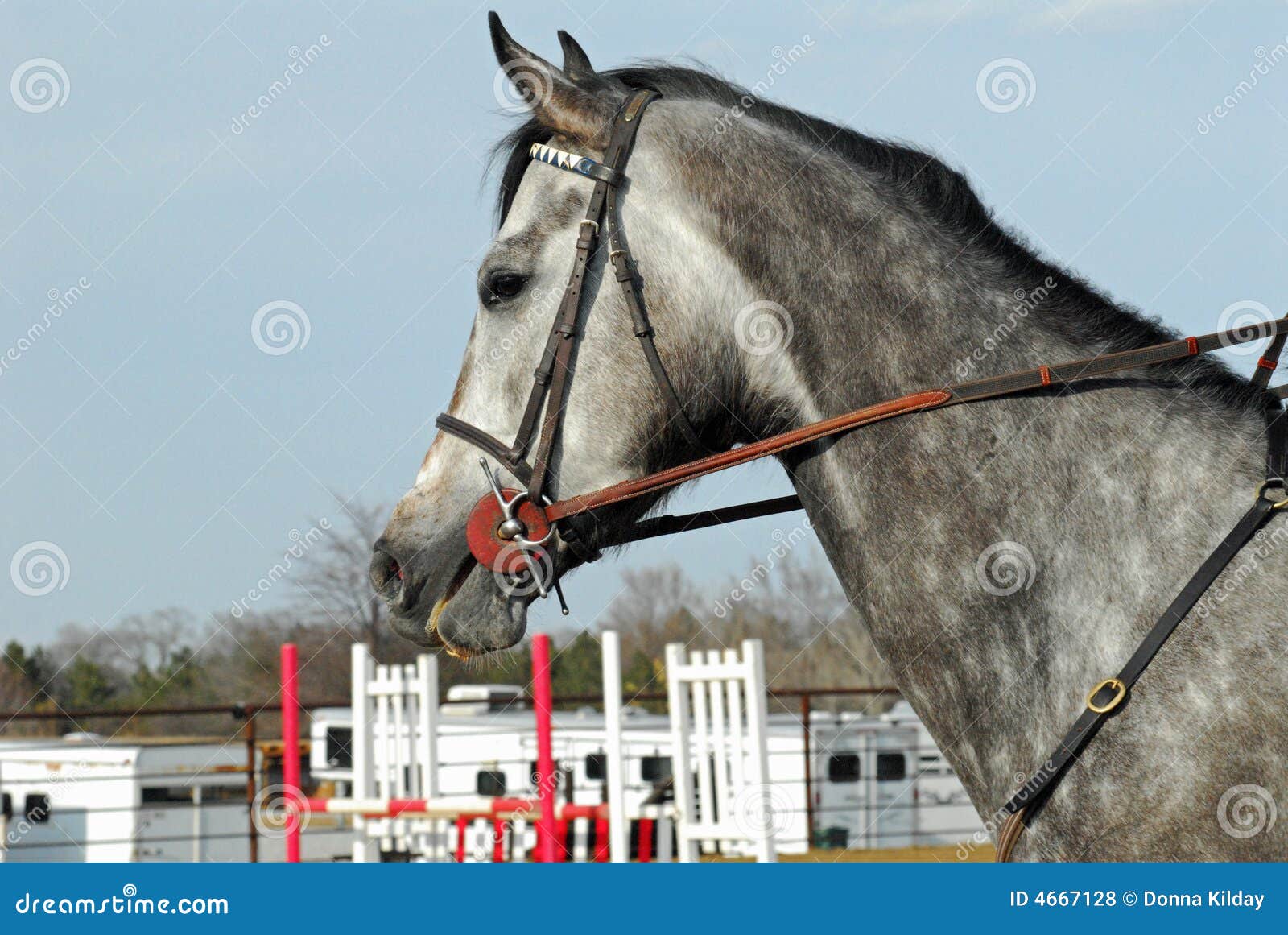 Dapple Grey Horse stock photo. Image of training, english - 4667128