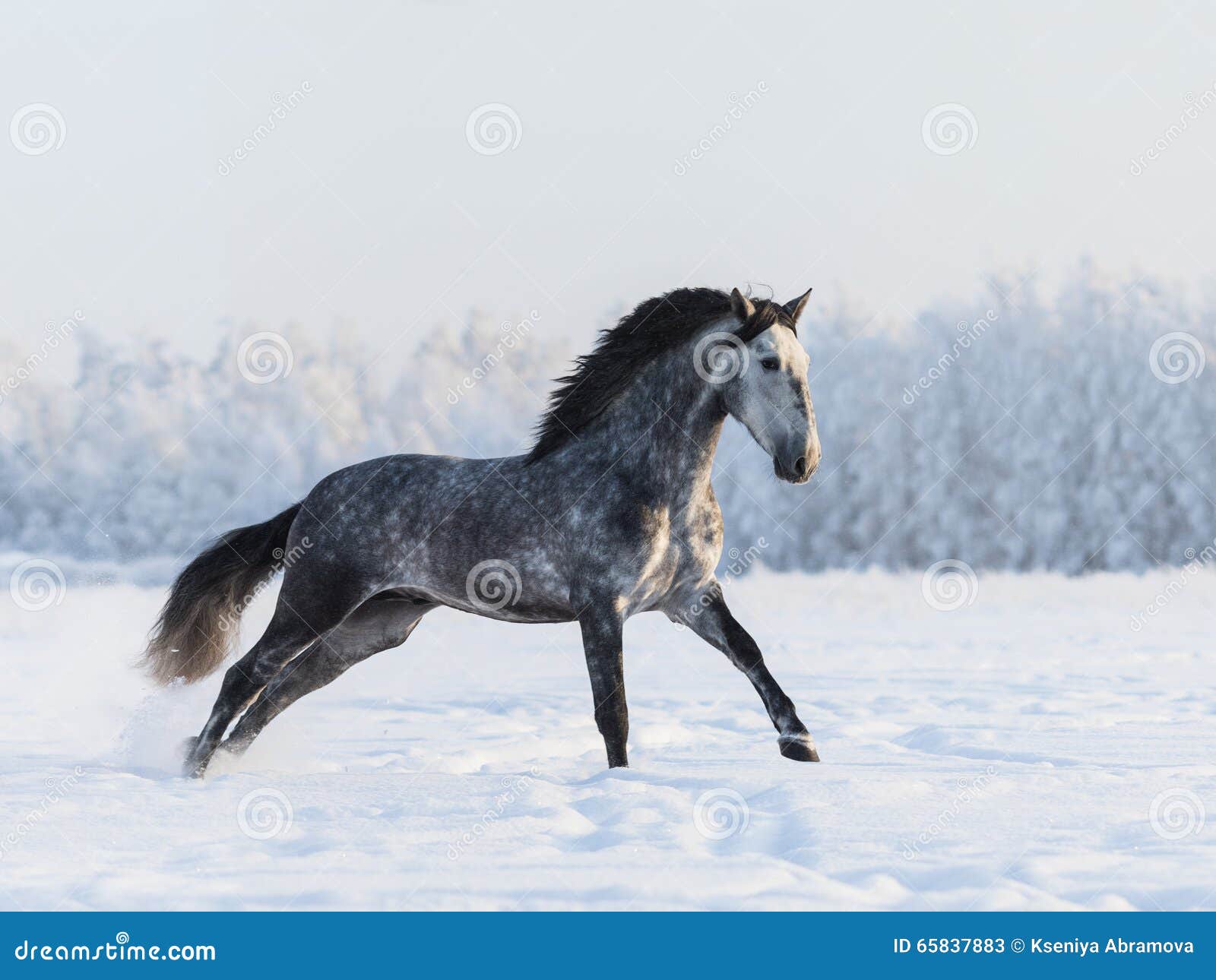 Dapple-grey Horse Galloping on Field at Winter Time Stock Image - Image ...