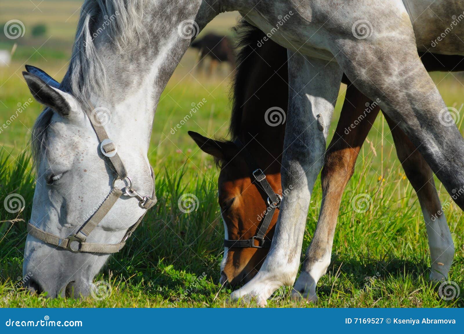 Dapple-grey Mare and Bay Foal Stock Image - Image of foal, pasture: 7169527