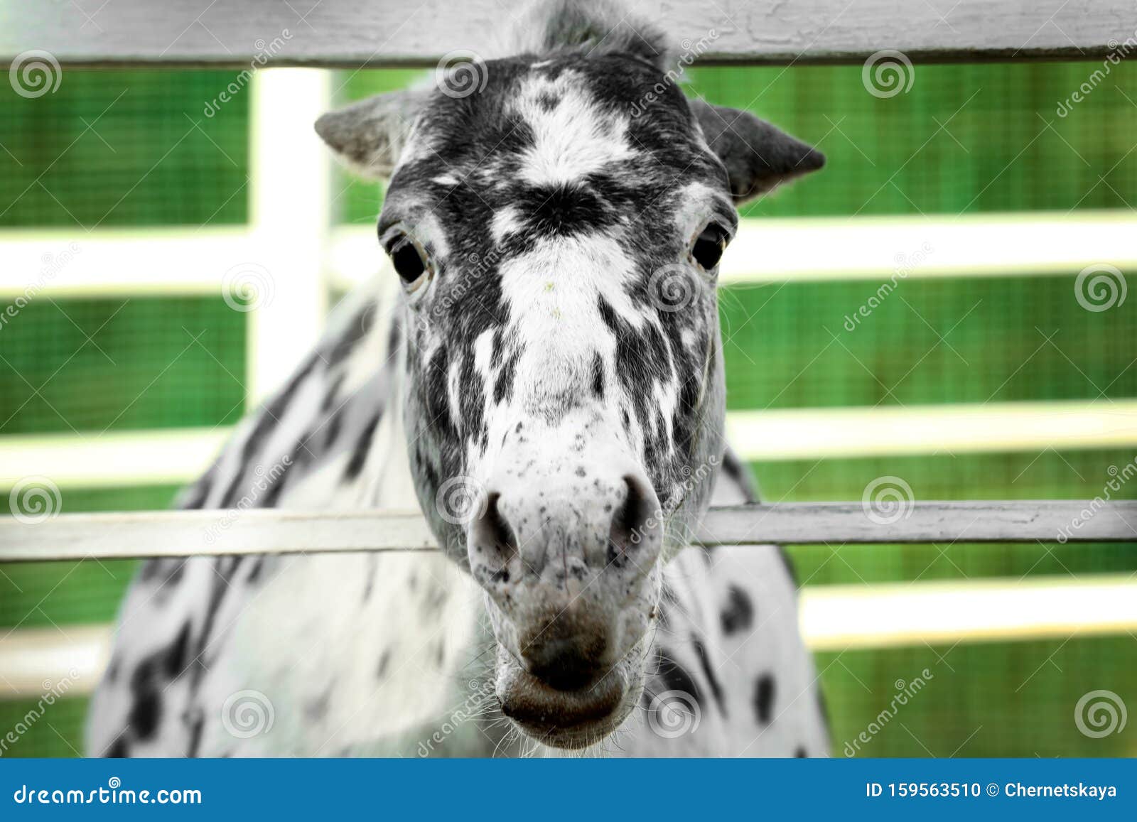 Dapple Grey Miniature Horse at Fence Outdoors Stock Photo - Image of ...