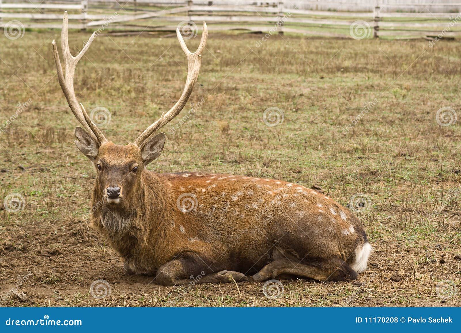 Dappled deer stock photo. Image of large, remote, dappled - 11170208